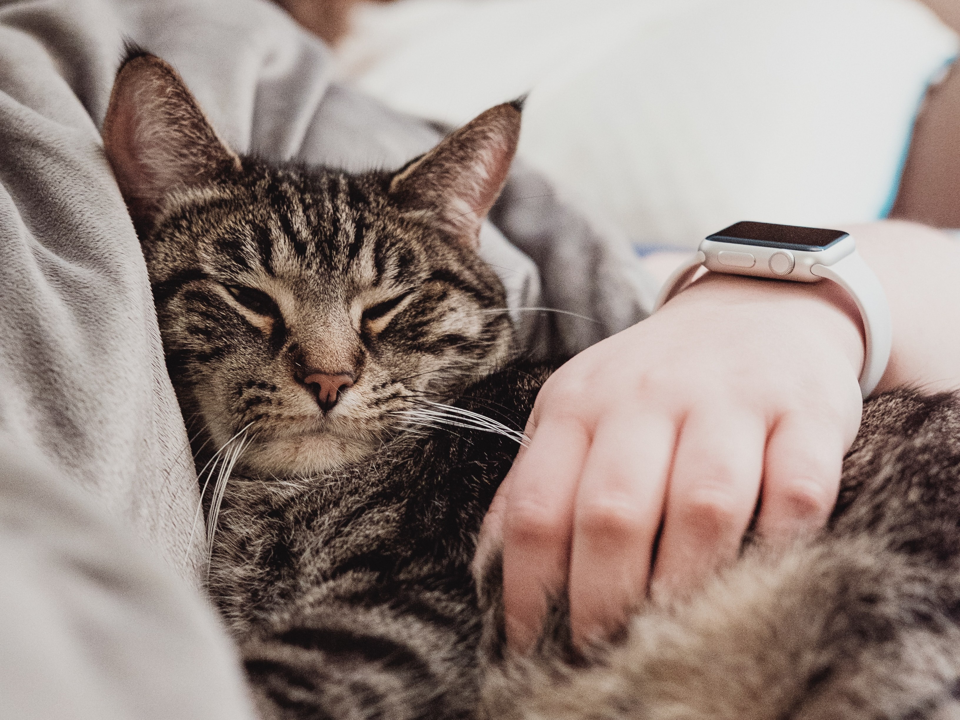 Cat Vaccination Guide: Benefits, Schedule, and Safety