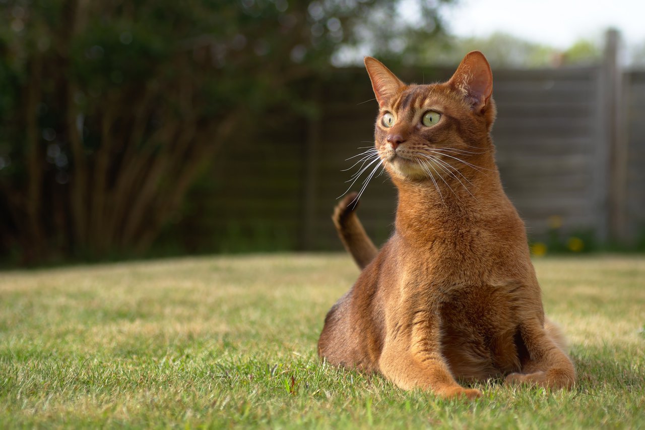 The Power of The Feline Senses | BASEPAWS | Senses in Cats