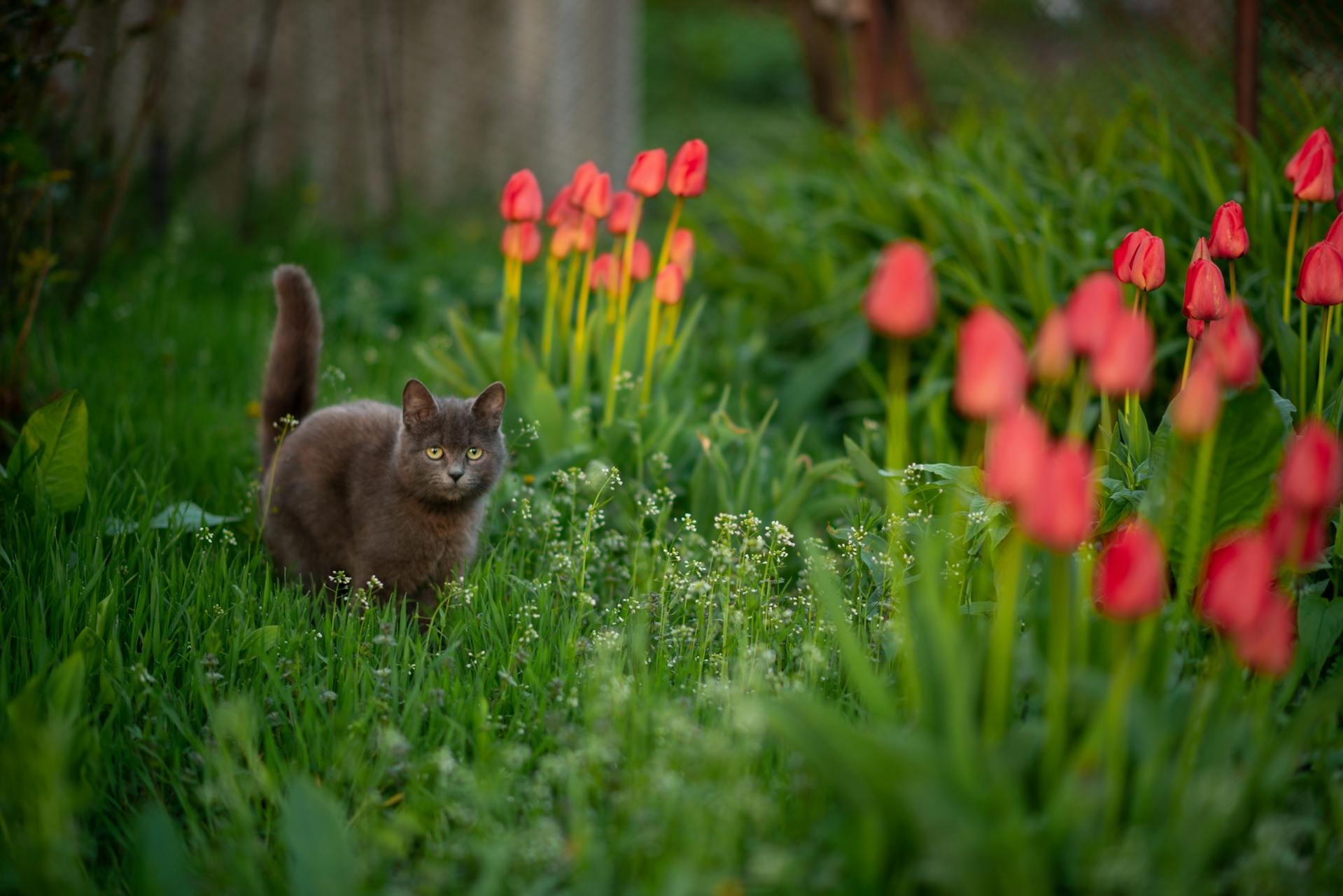 Are Tulips Toxic to Cats? Symptoms, Risks & Treatment for Tulip Poisoning