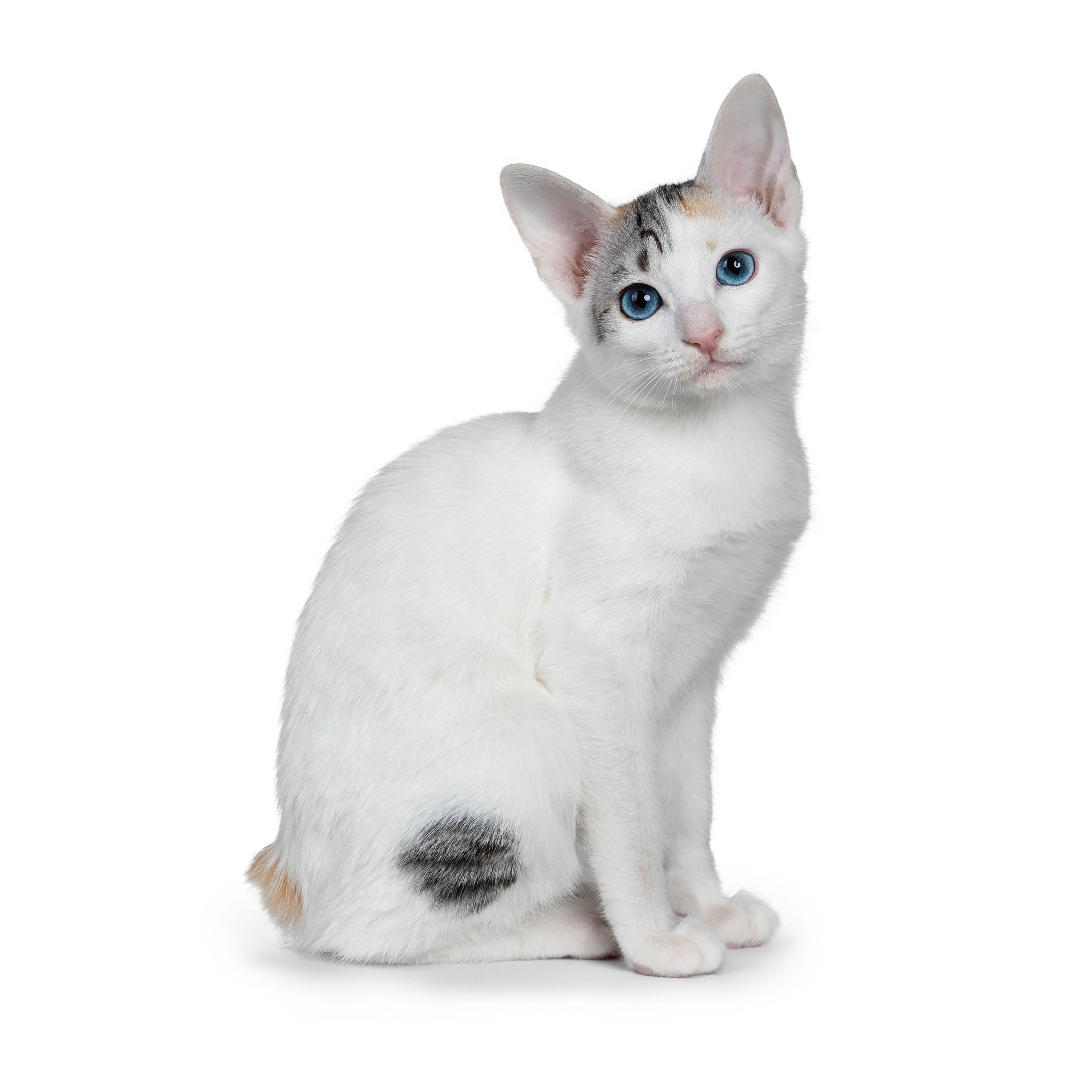 Japanese Bobtail Breed Information | Japanese Bobtail Characteristics ...