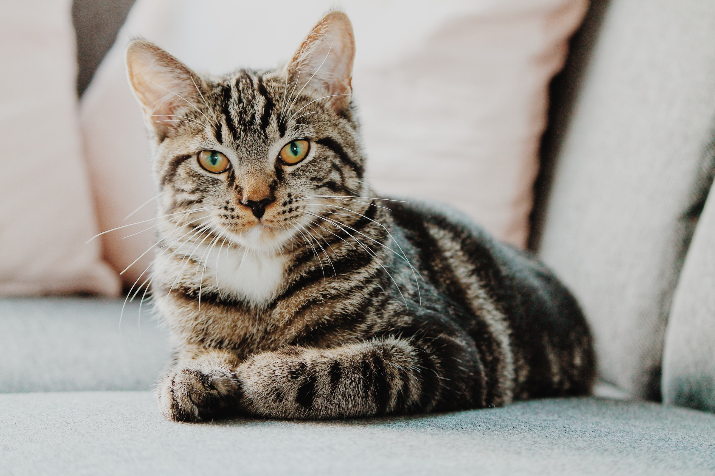 Striped cat store