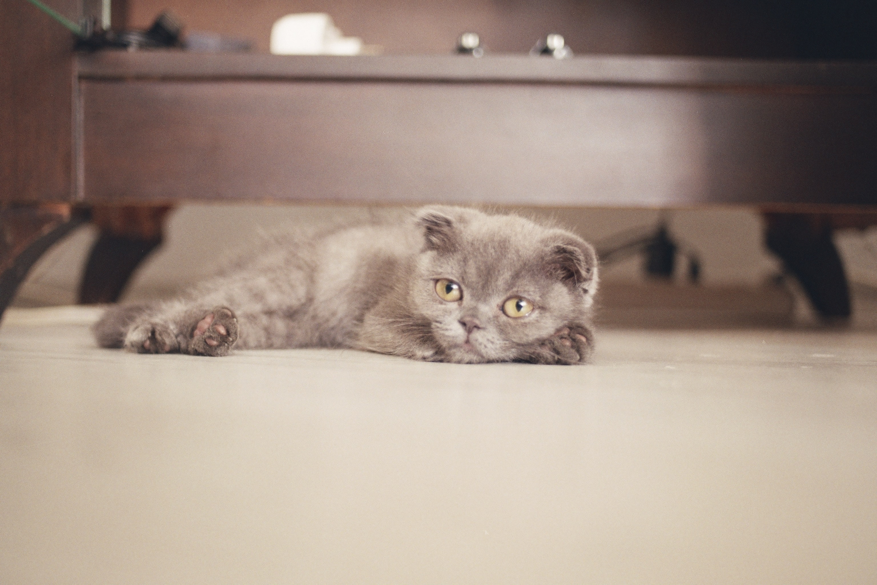 The Best Female Cat Names: 🐈 Unique Girl Cat Names