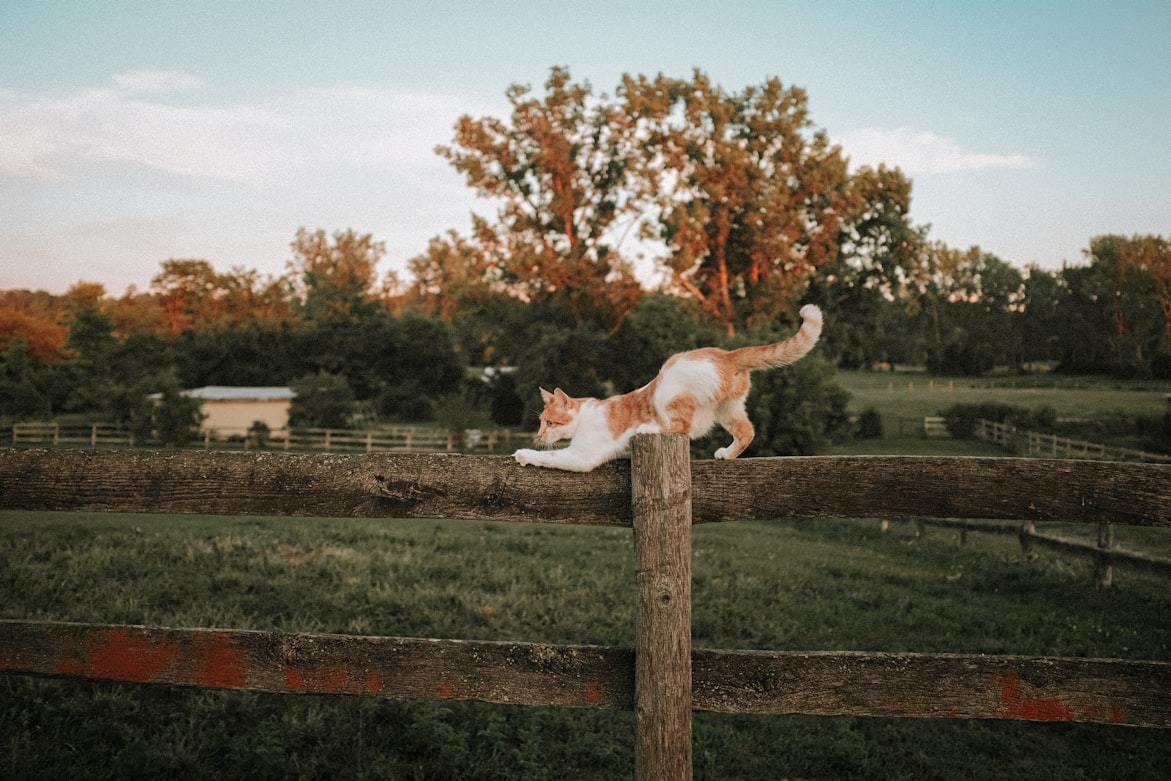 How High Can a Cat Jump? Surprising Facts About Feline Agility