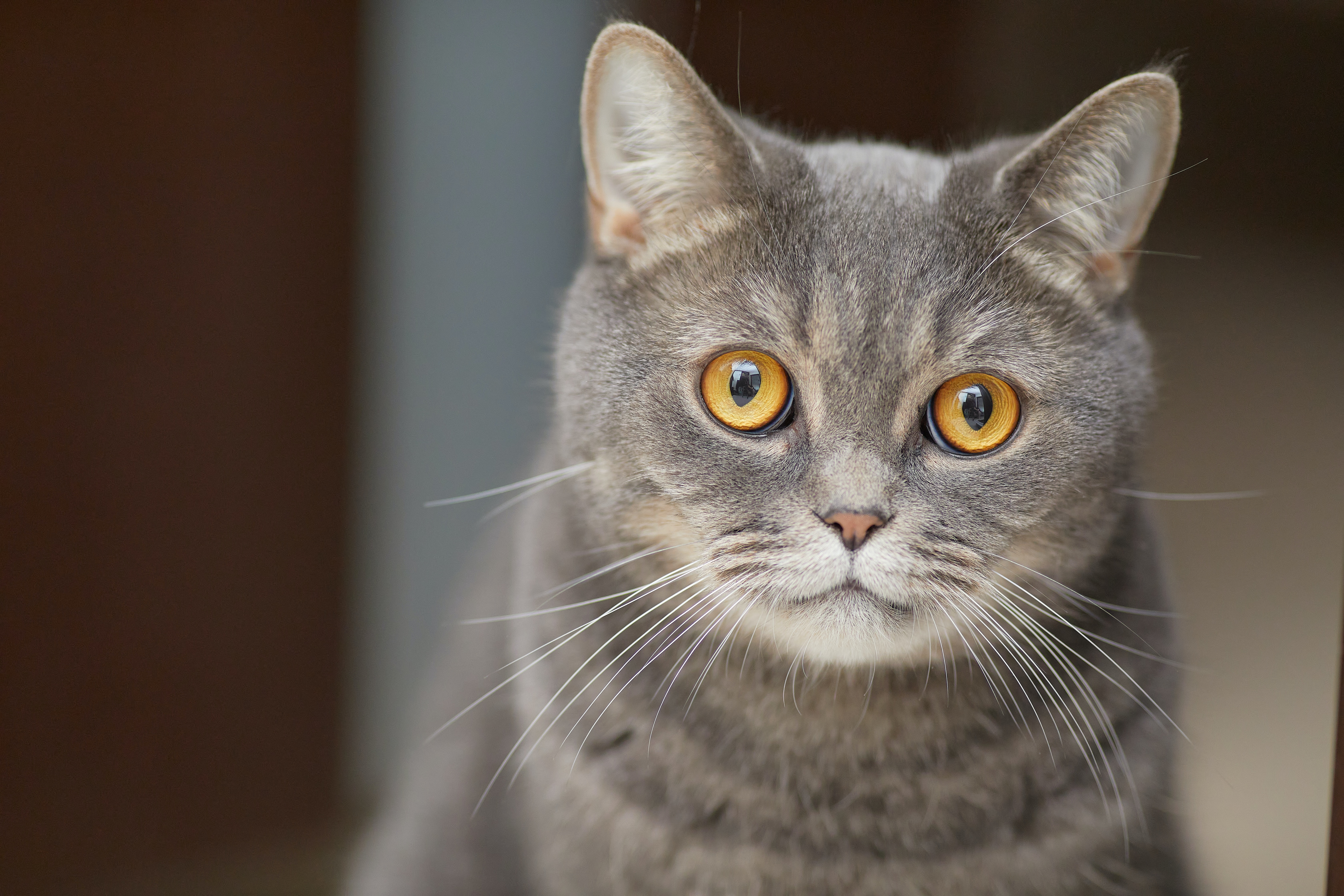 Decoding Cat Eyes: Colors, Shapes, and Expressions