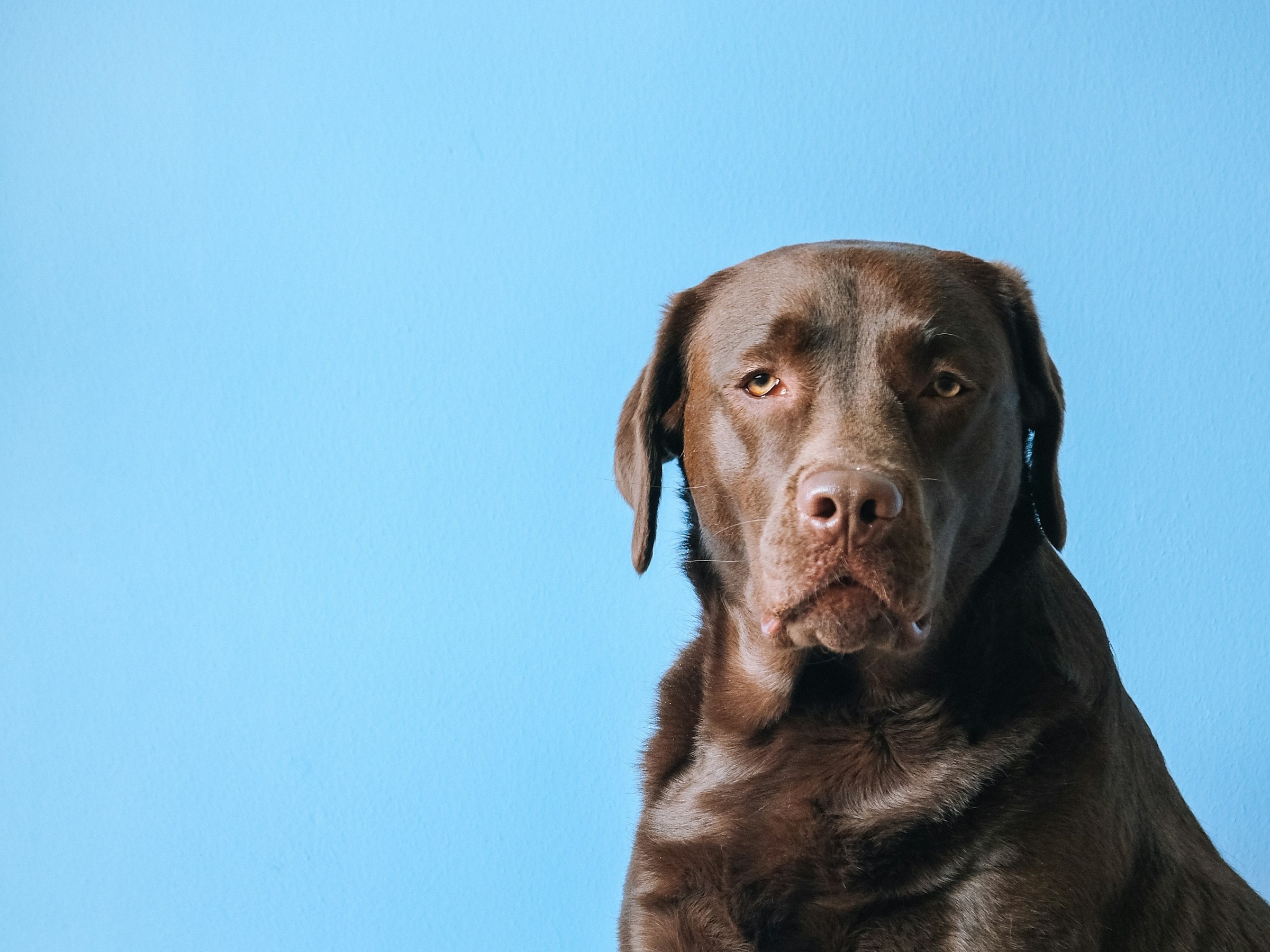 Why Does My Dog Stink? Common Causes and Solutions