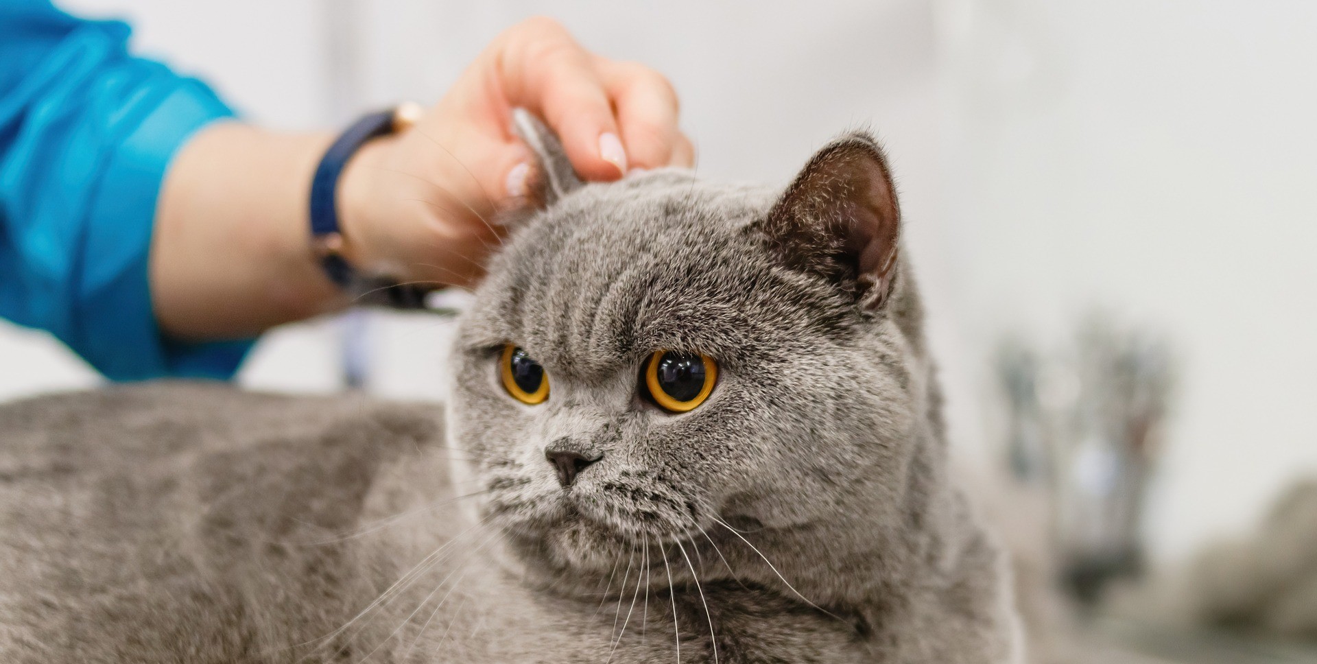 Cat Ear Cleaning Guide: Safe & Simple Techniques for Healthy Ears