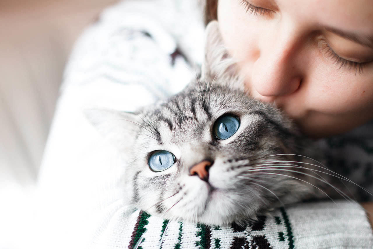 Finding Your Cat’s True Breed | How to Tell What Breed Your Cat Is