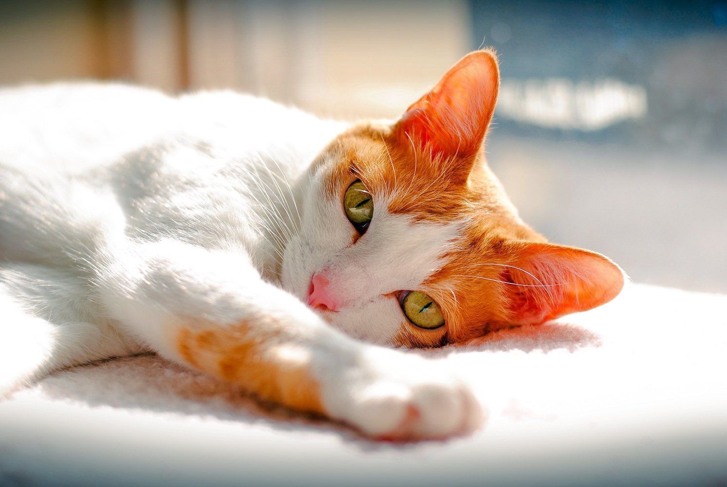 Common Feline Inherited Diseases | BASEPAWS | Cat Genetic Diseases