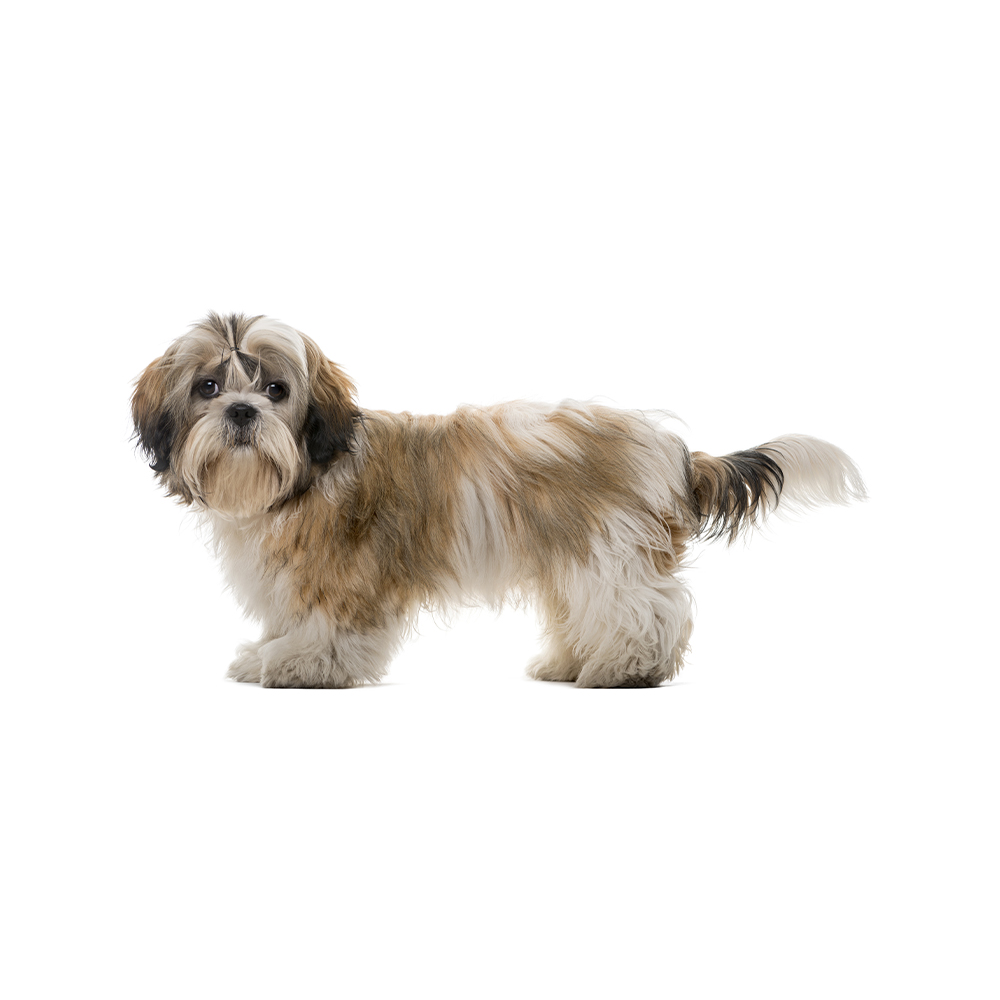 Chiots Shih Tzu