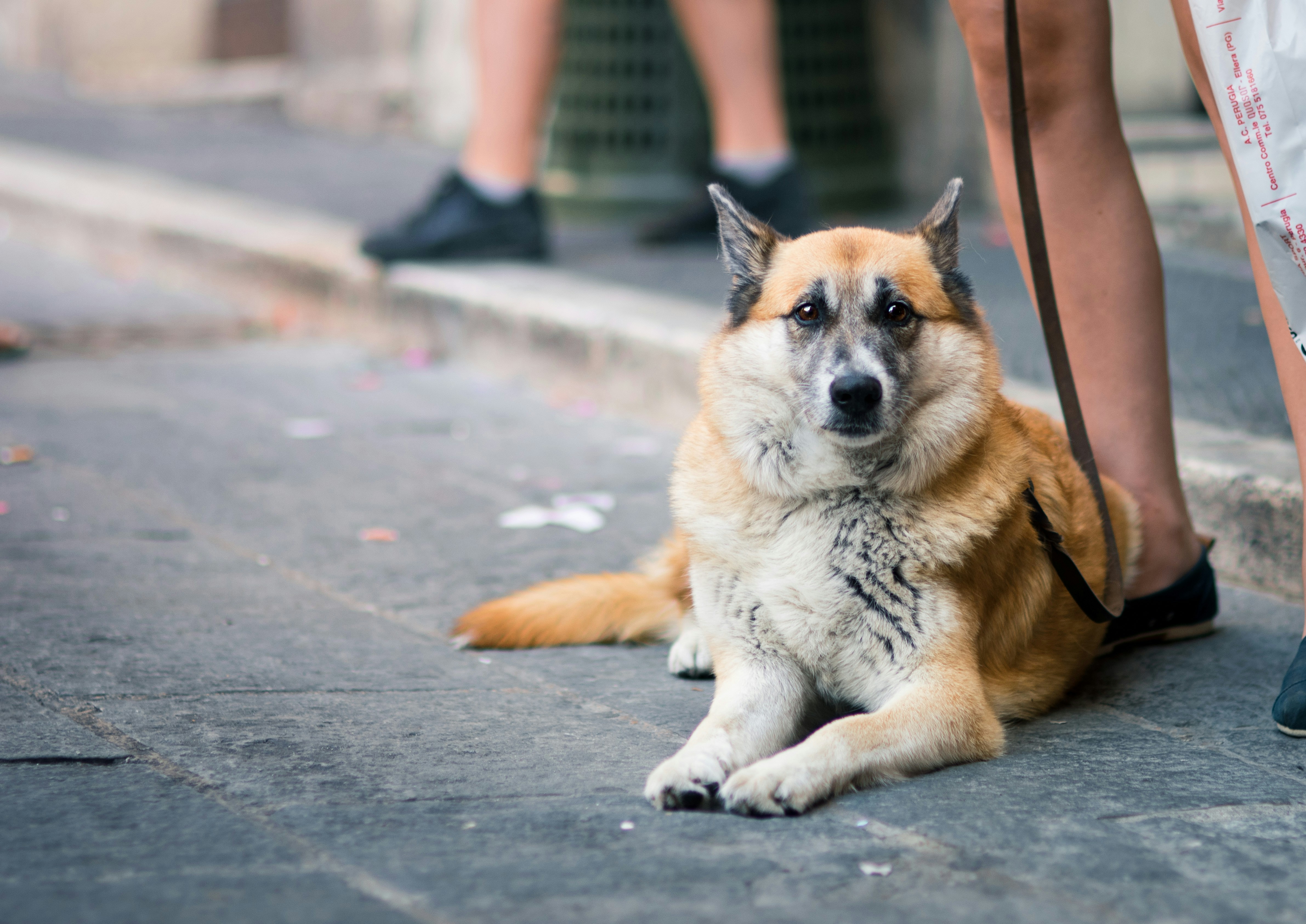 Short Spine Syndrome in Dogs