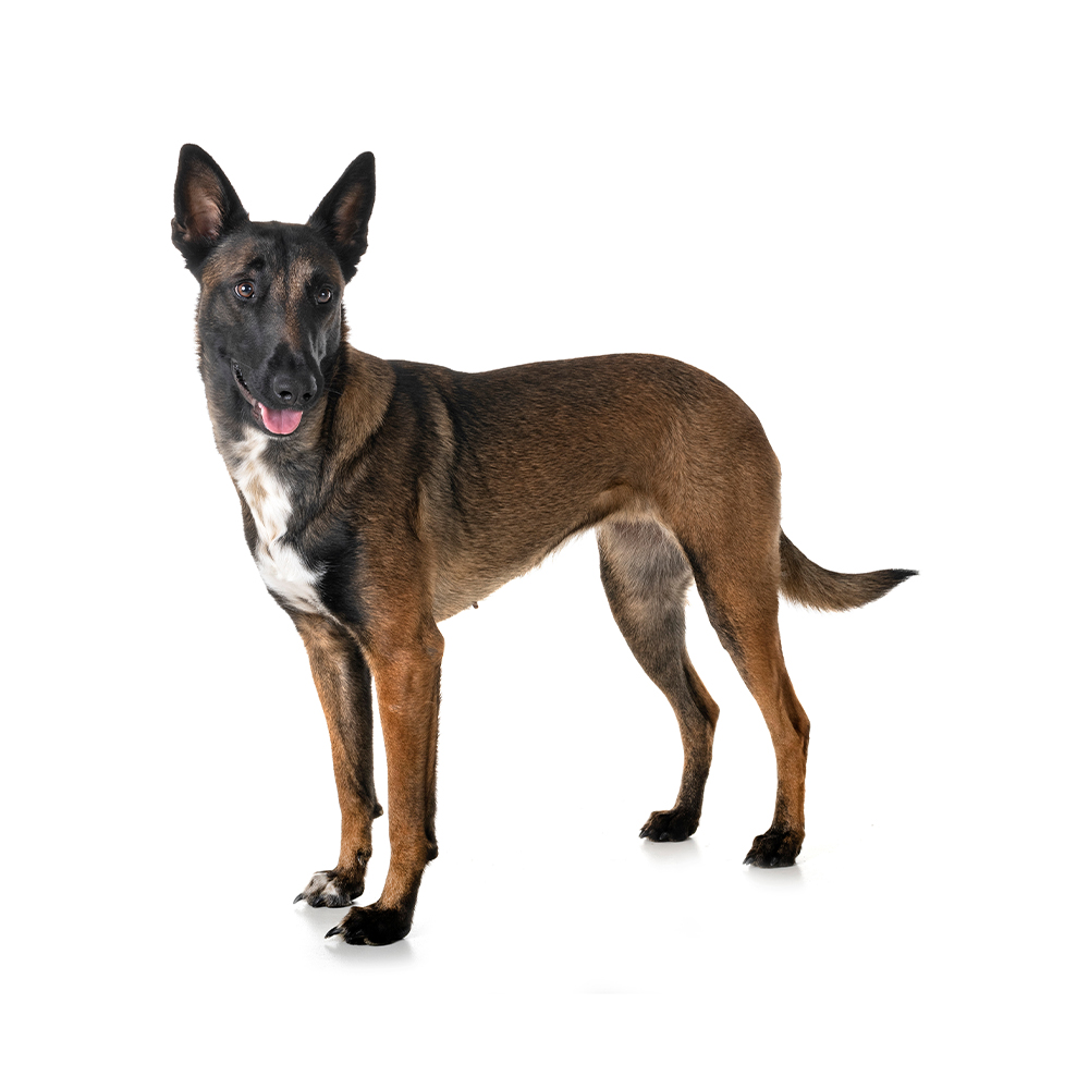 Demystifying Female Dog Terminology From Bitch to Queen