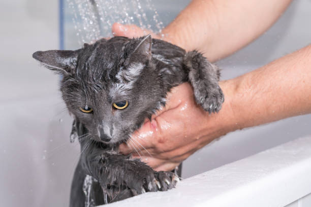 Cats Being Scared Of Water