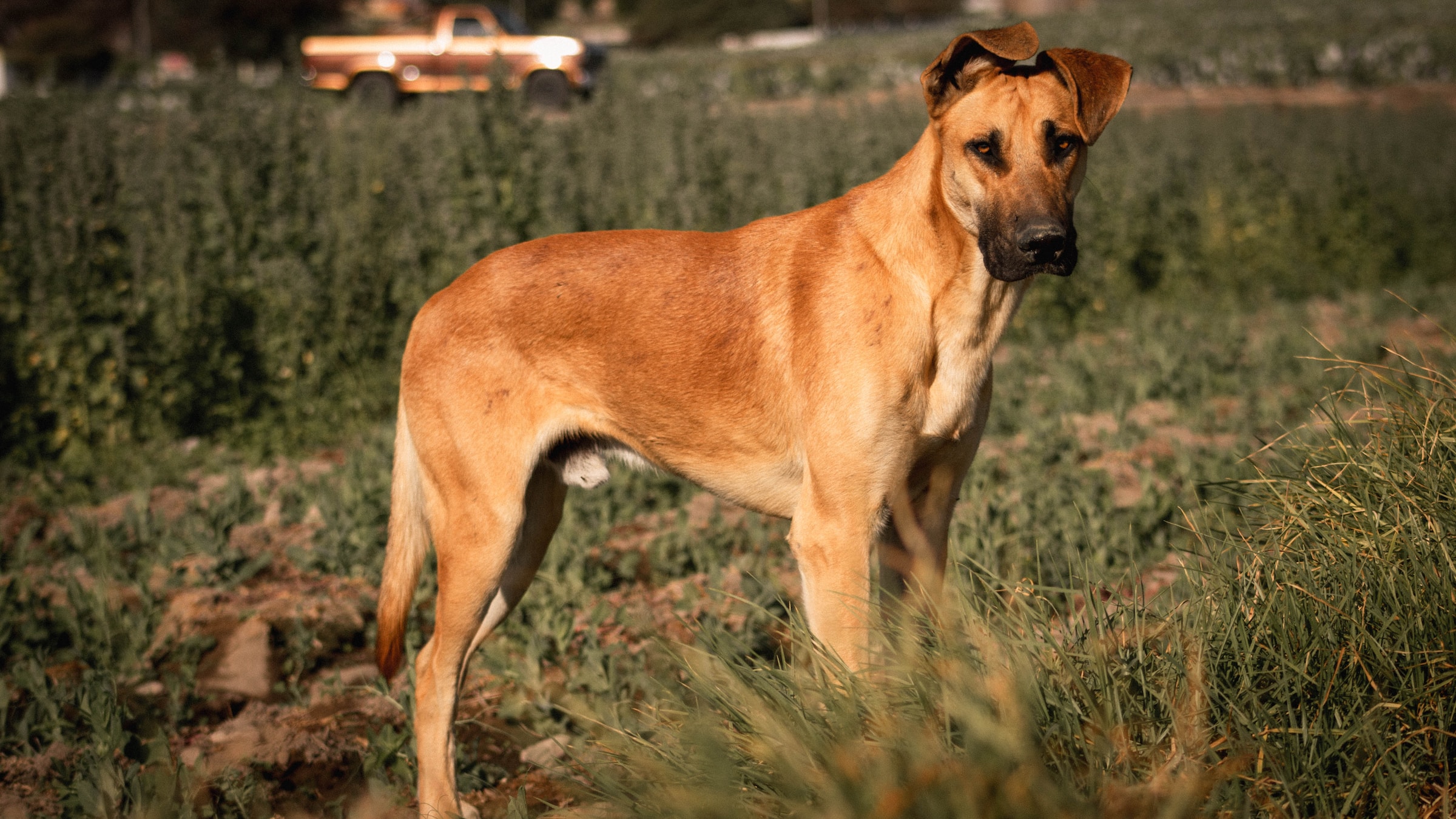 Scooby doo dog breed store
