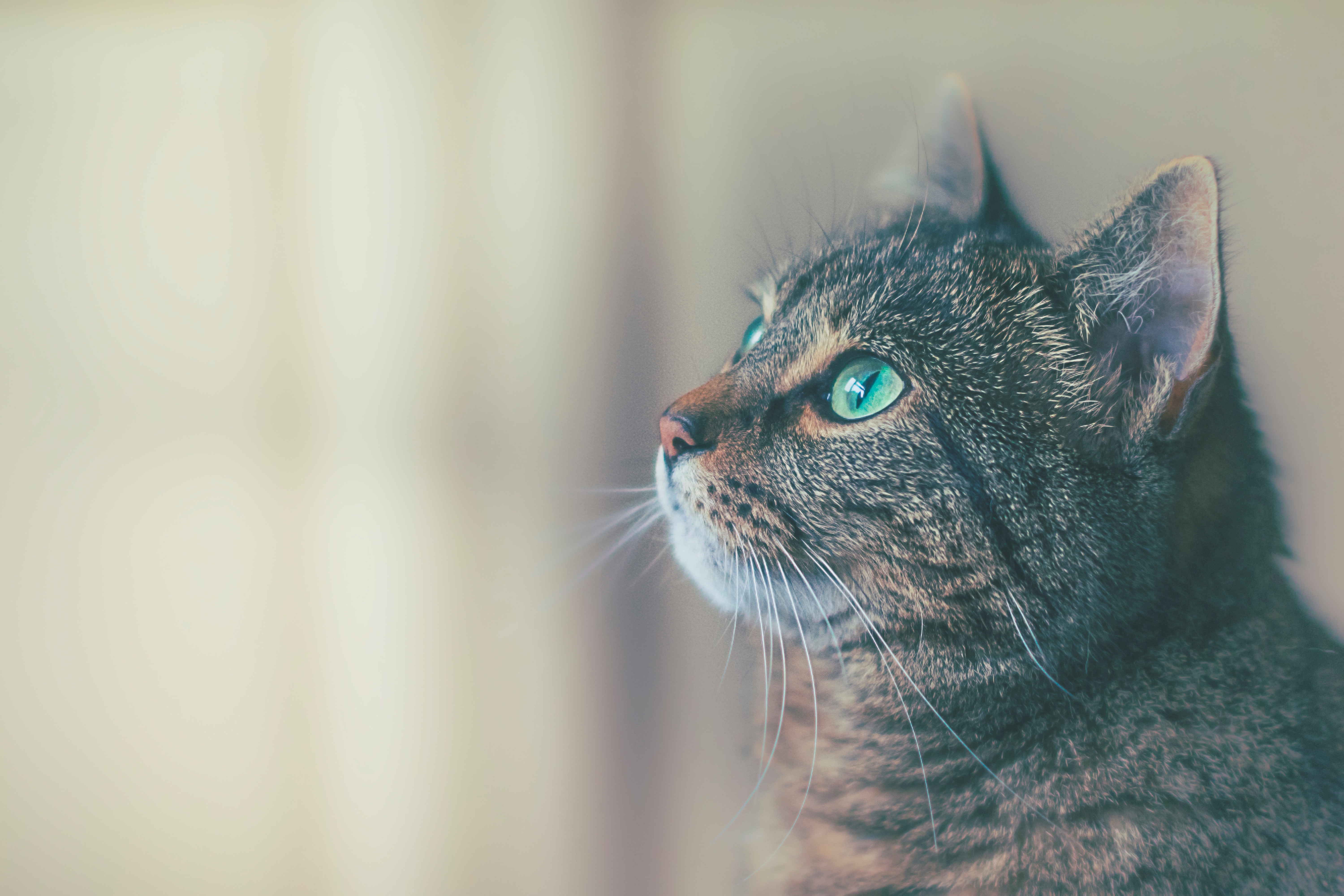 What Do Cats Think About? Understanding Your Feline Friend's Mindset
