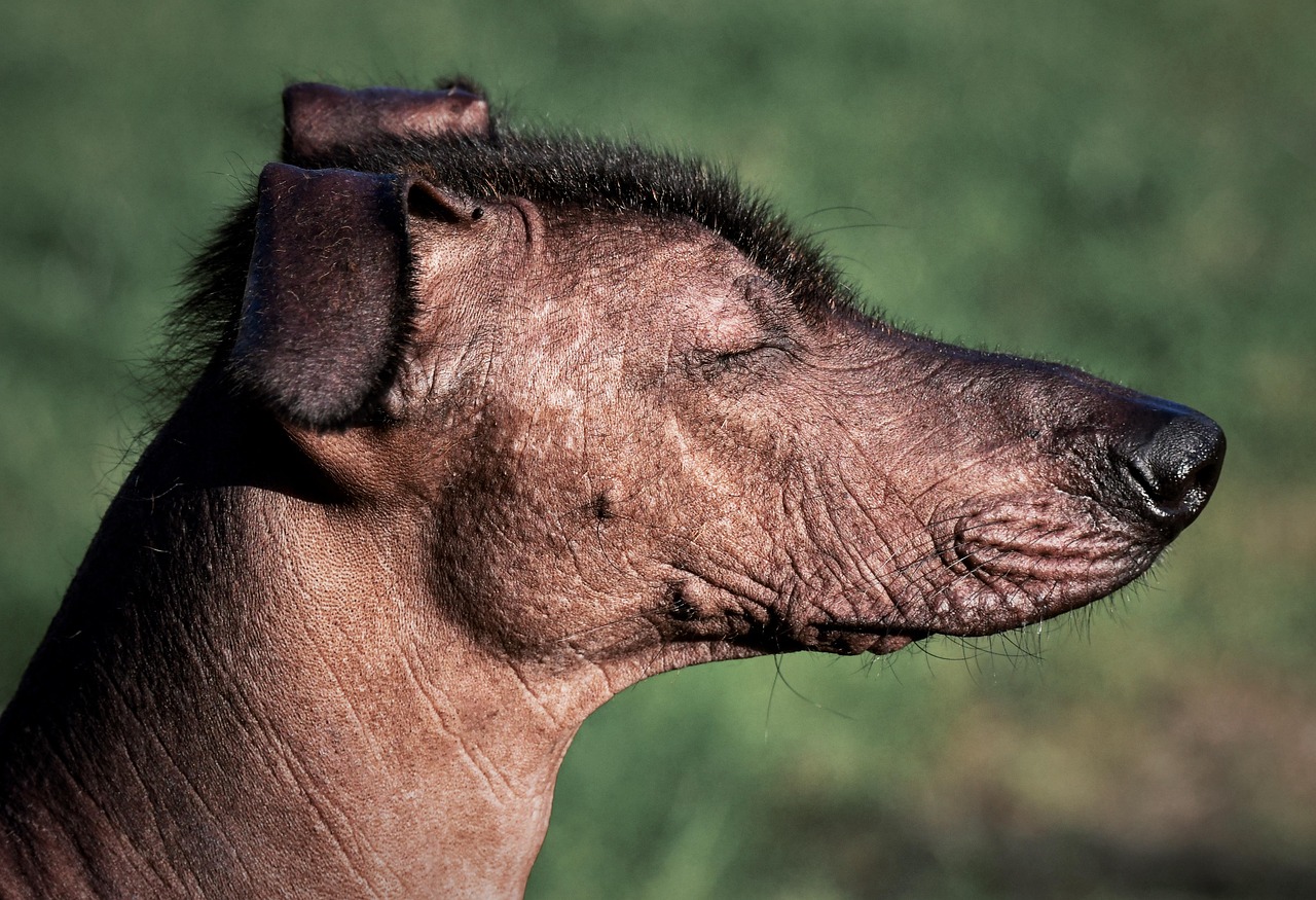 20 Rare Dog Breeds You’ve Probably Never Heard Of