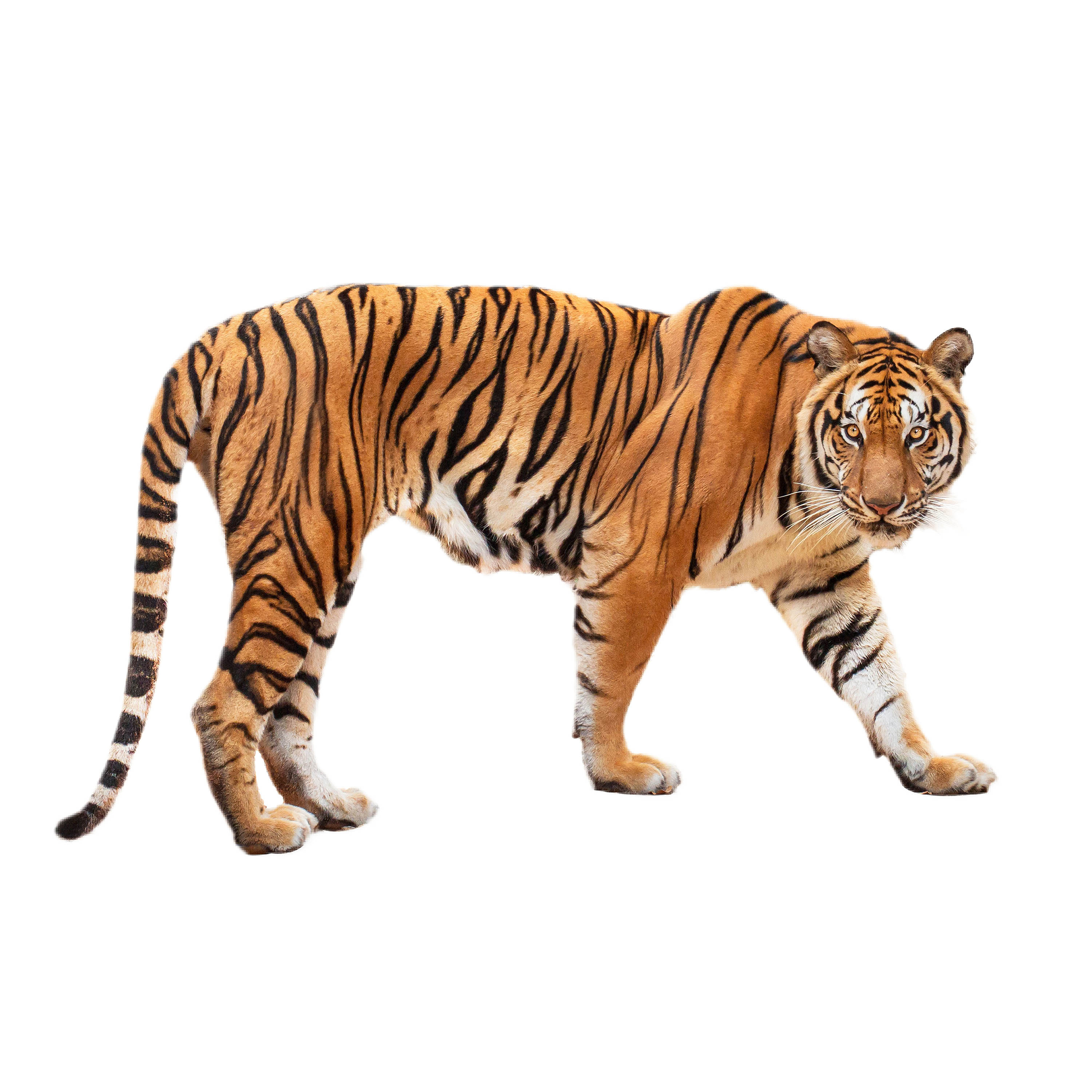 Tigers Big Wild Cats The Big Cat Portraits Colouring Book: Grayscale