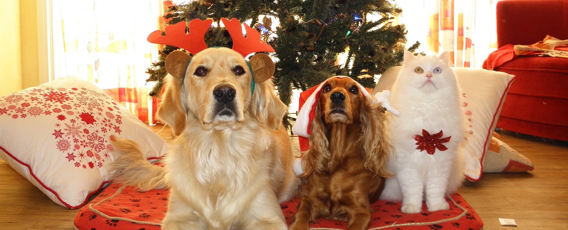 Winter Holiday Pet Safety: Essential Tips for Keeping Your Furry ...