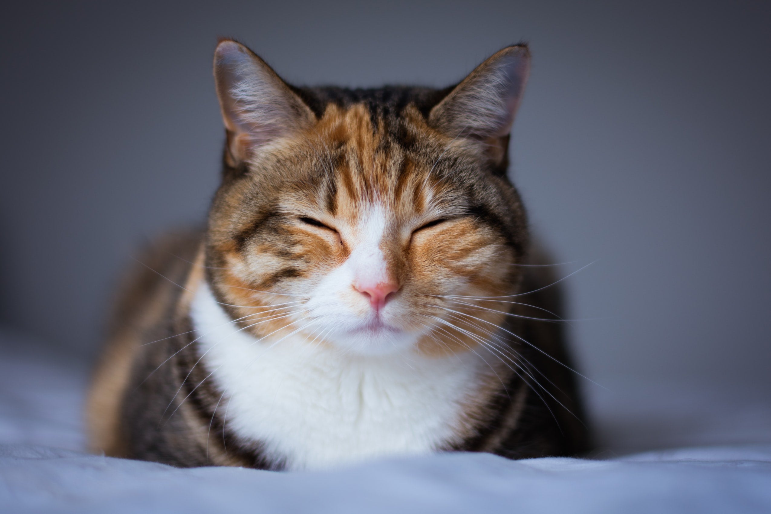 Tooth Resorption in Cats: Symptoms, Treatment & Prevention