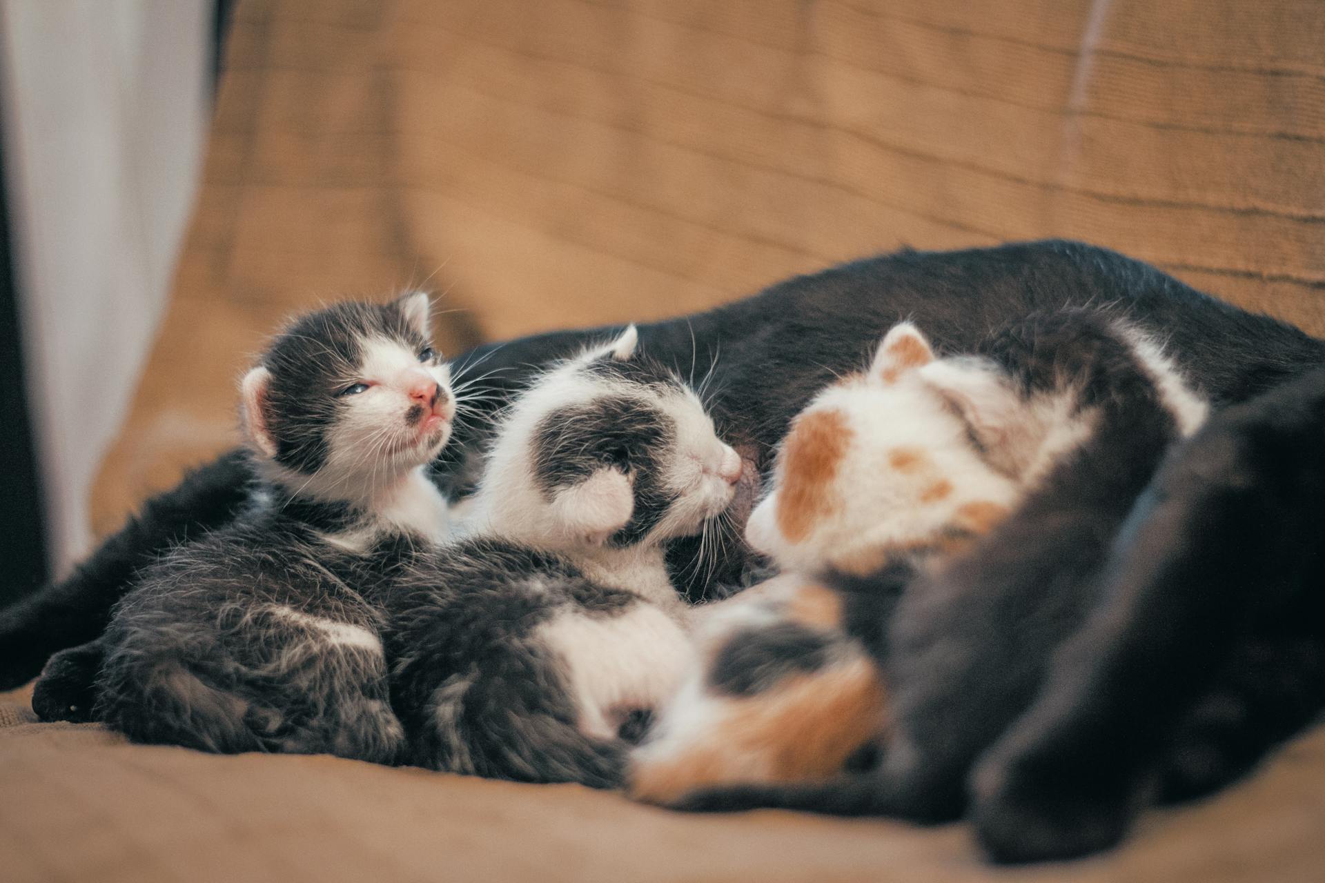 Newborn Kittens: Comprehensive Care Guide for New Cat Parents