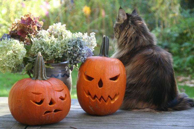 Thanksgiving With Cats: Give Thanks To Your Cat This Year | BASEPAWS
