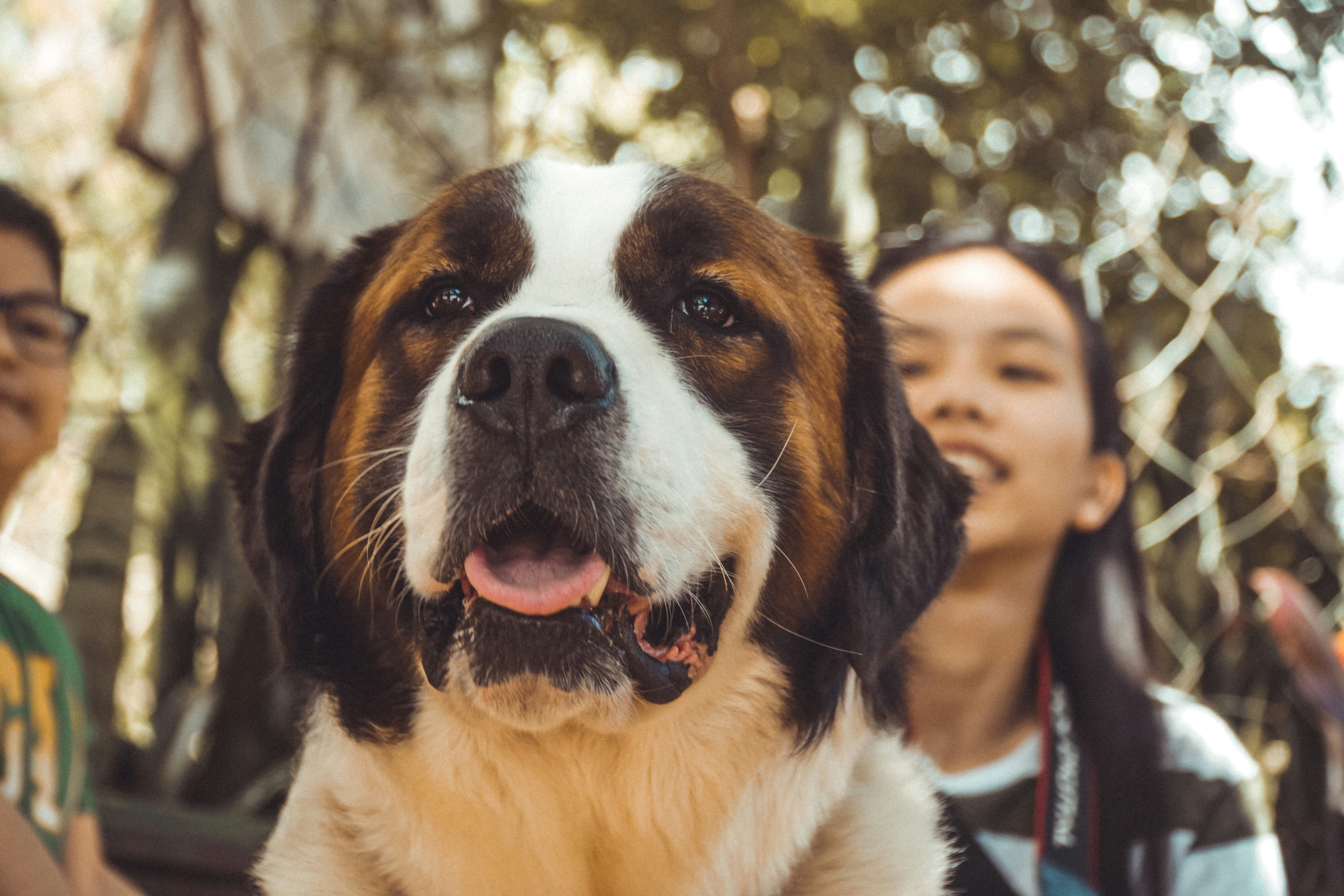 The Heaviest Dog Breeds: Titans of the Dog World