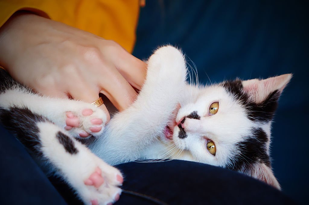 Are cats ticklish? 🐾Understanding Tickling in Cats