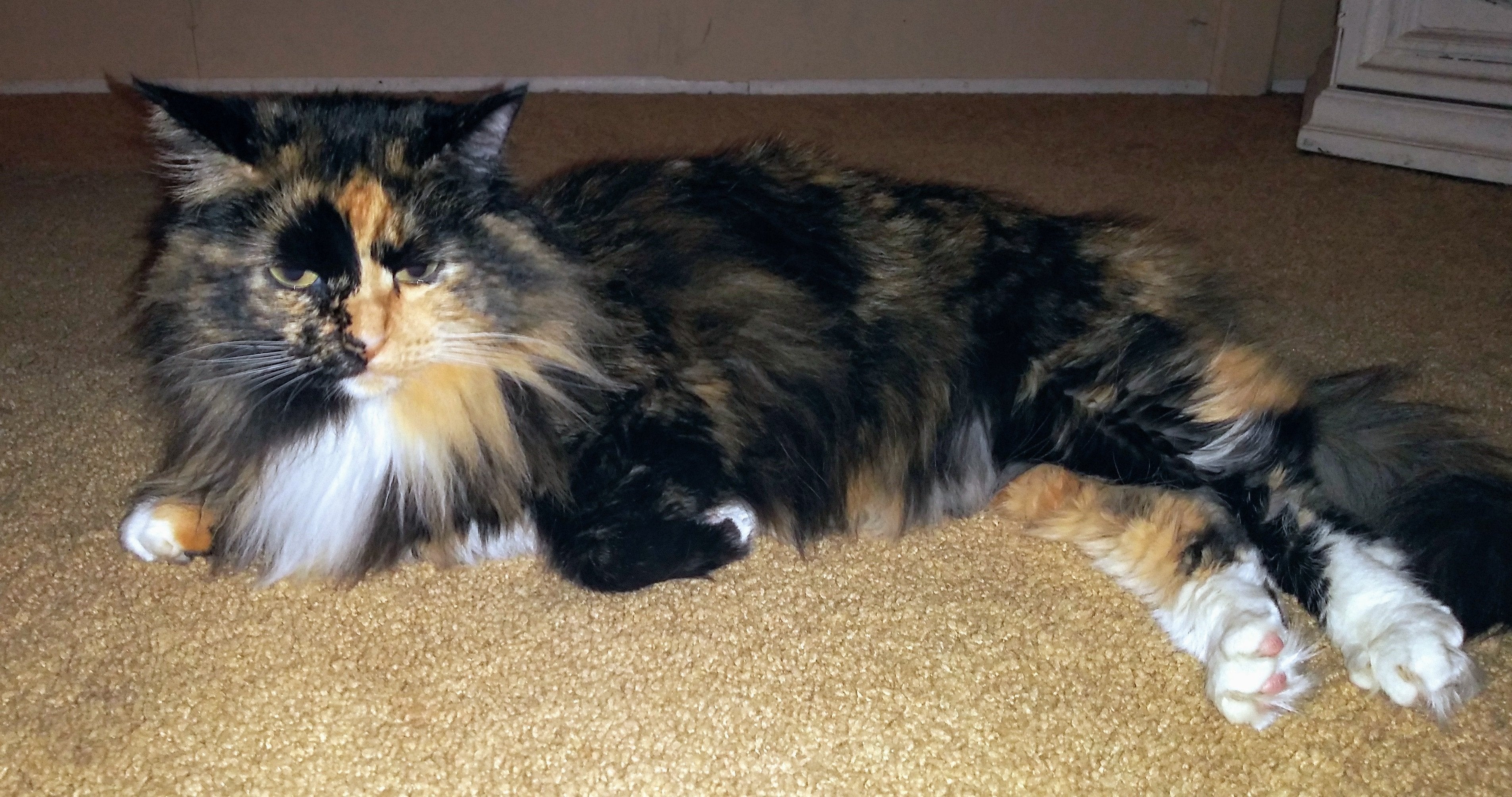 Basepaws Cat Story: Dora Dora | BASEPAWS