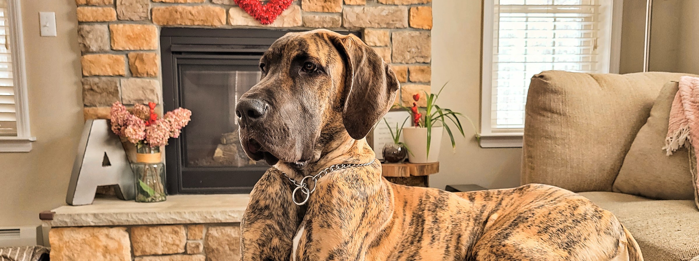 Exploring the World of Giant Dog Breeds: Majestic, Powerful, and Adorable