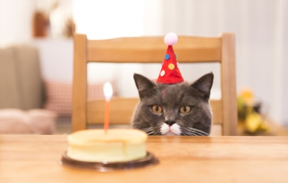 Happy Birthday Cat Cake