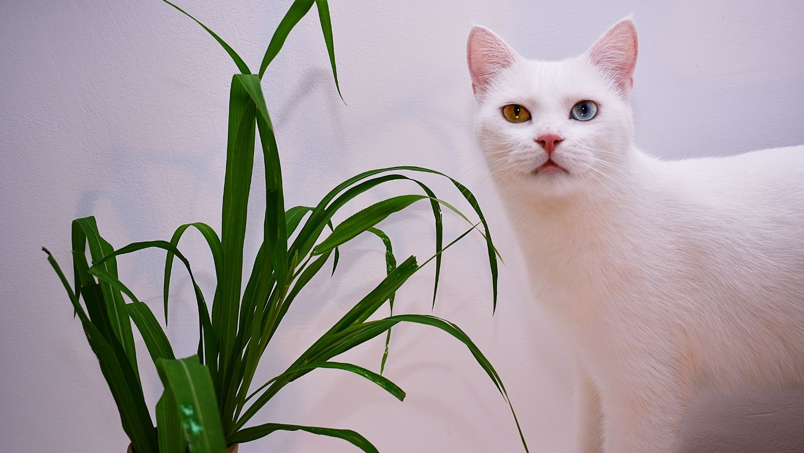 Keep Your Cat Poison-Free: Watch Out for These 9 Household Toxins