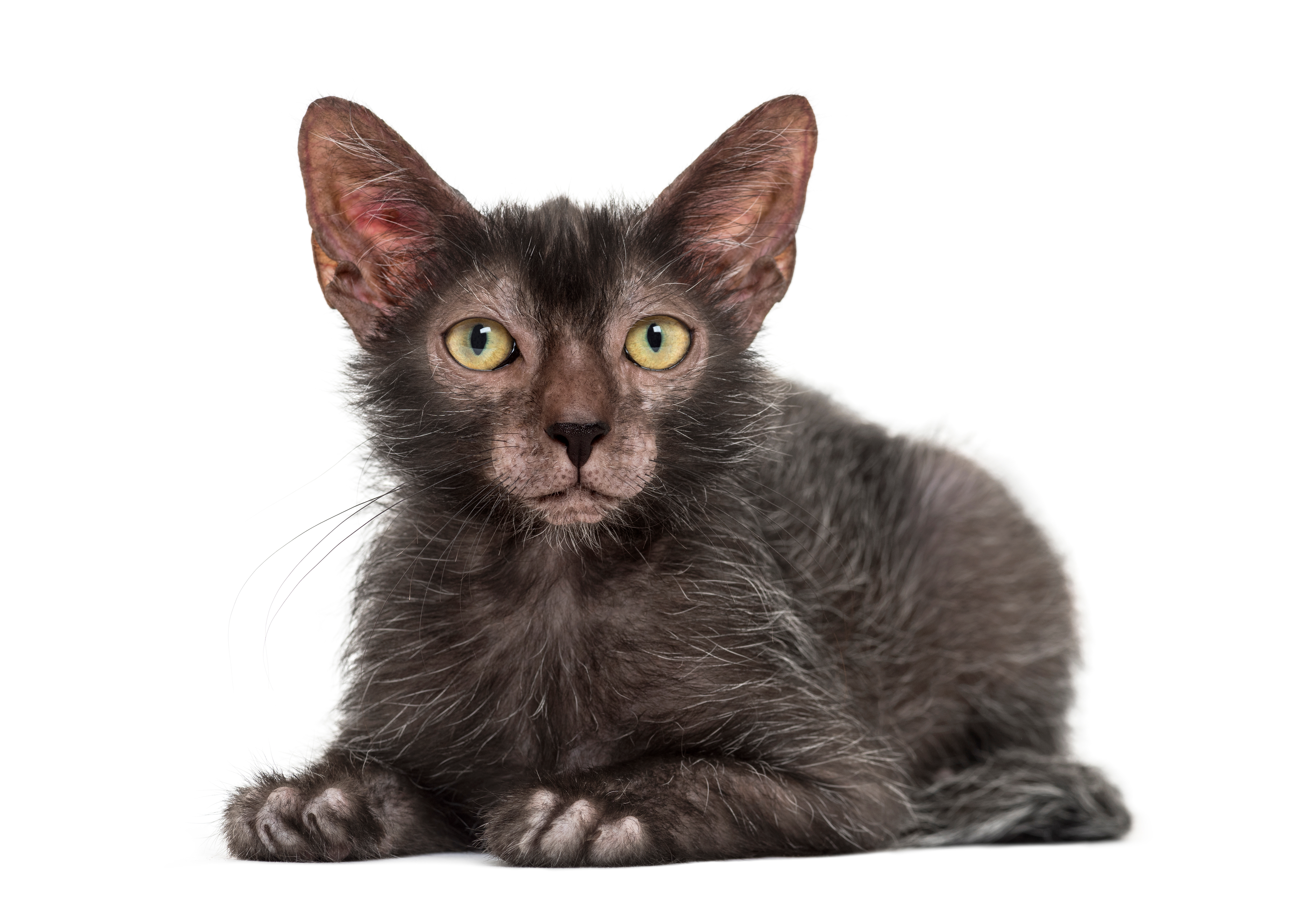 Werewolf Cat Atchoum The Werewolf Cat