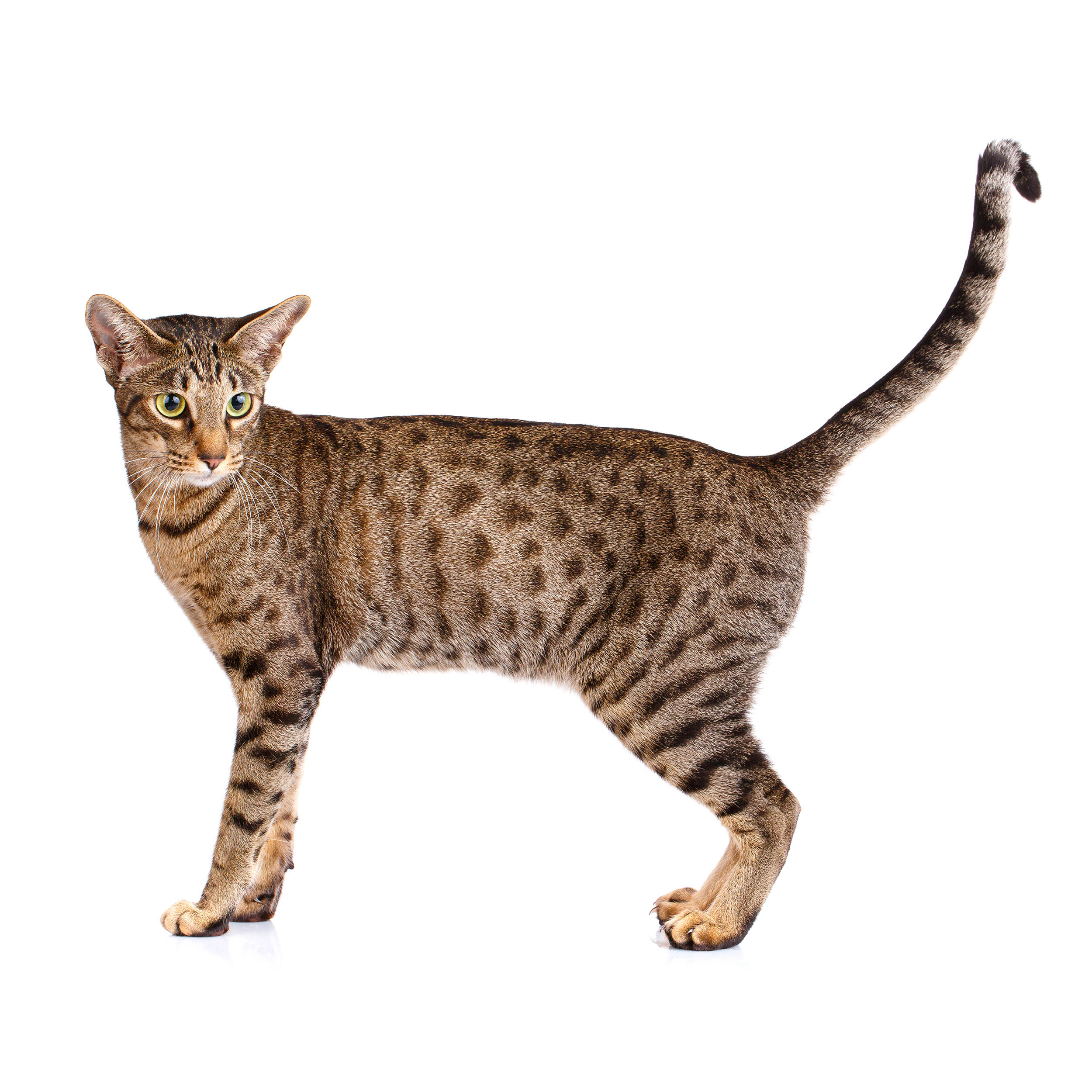 Ocicat Sunchaser Ocicats Pedigreed Australian Ocicats Specialist