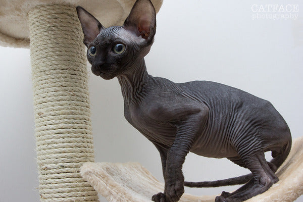 Cat With No Fur Black