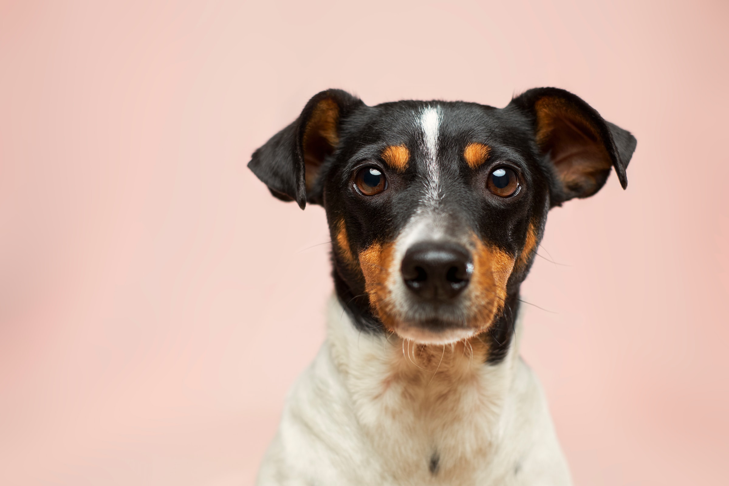 The Diversity of Dog Breeds: Exploring Classification, Count, and Evolution
