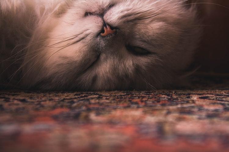 Brachycephaly In Cats | BASEPAWS | CAT HEALTH | CARE