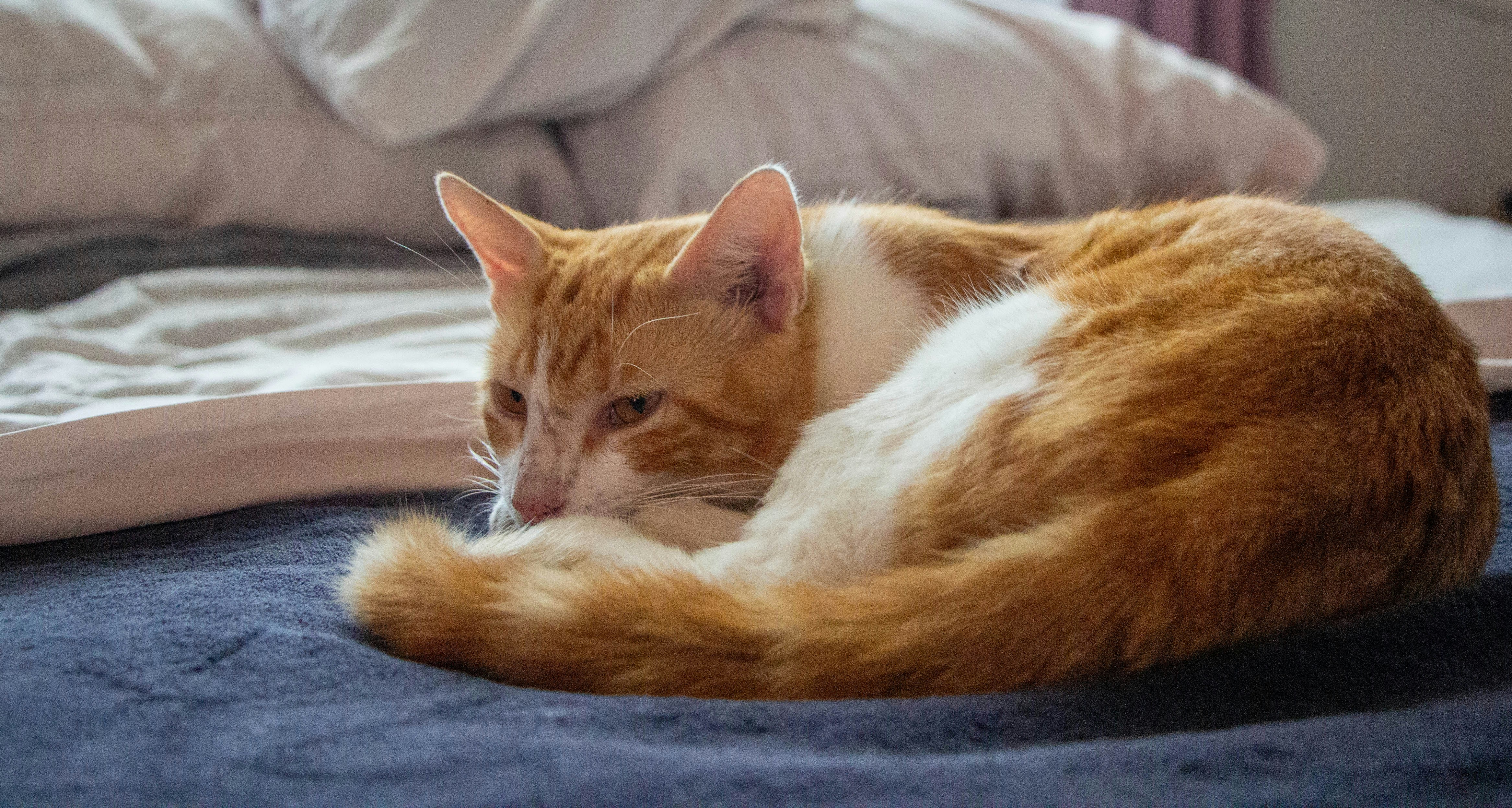 Can Cats Get COVID?