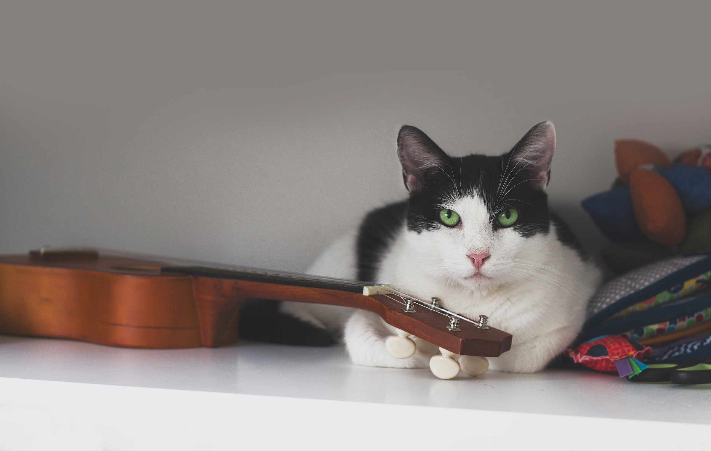 What Kind of Music Do Cats Like? The Feline Melodic Guide