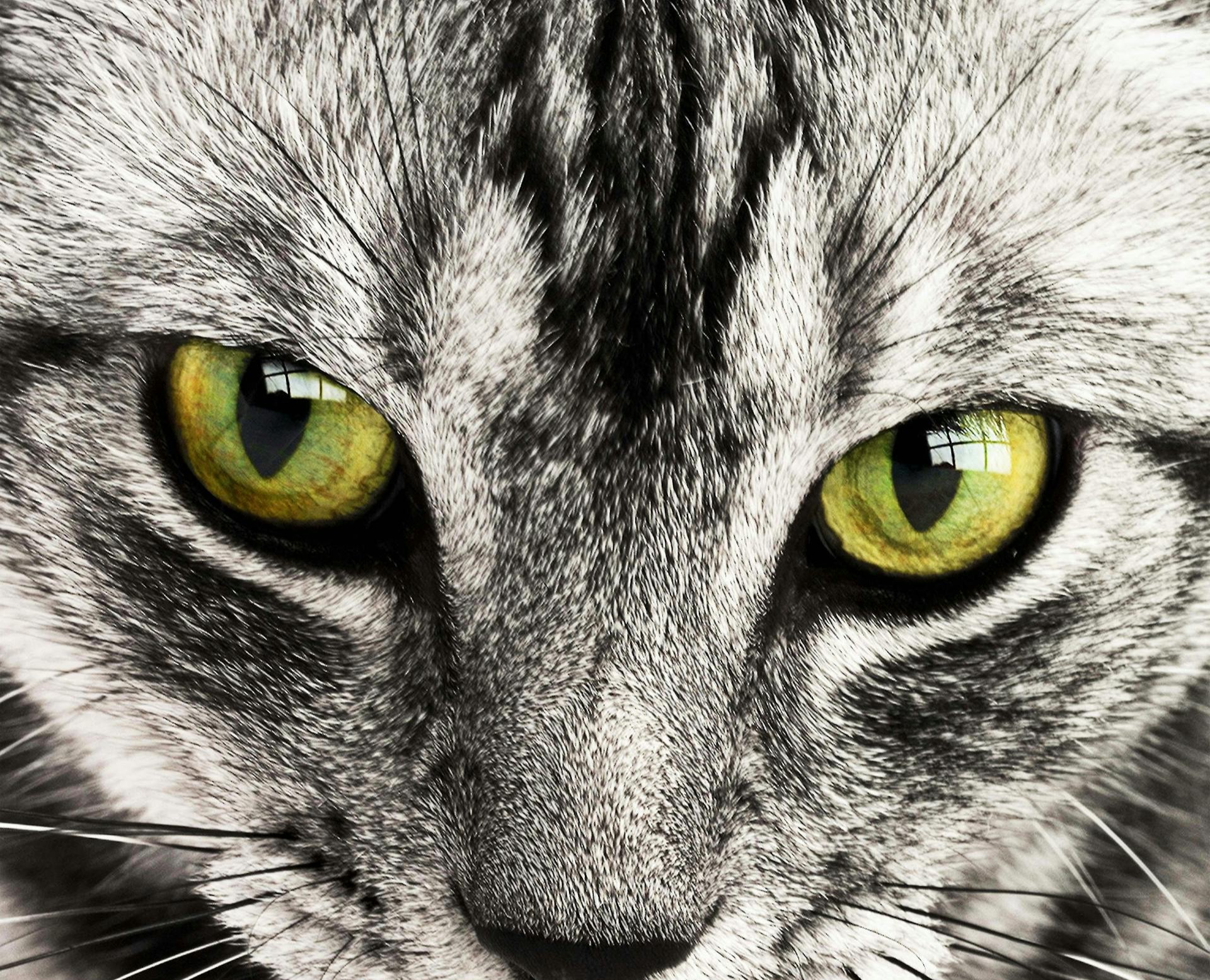 Discover the Oldest Cat Breeds: A Fascinating Journey Through Feline ...