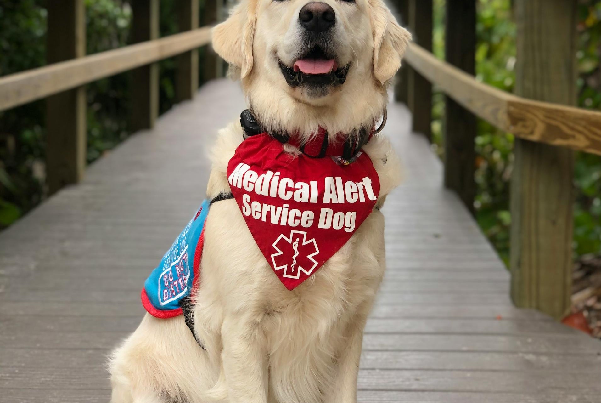 Types of Service Dogs: A Comprehensive Guide to Their Roles and Benefits
