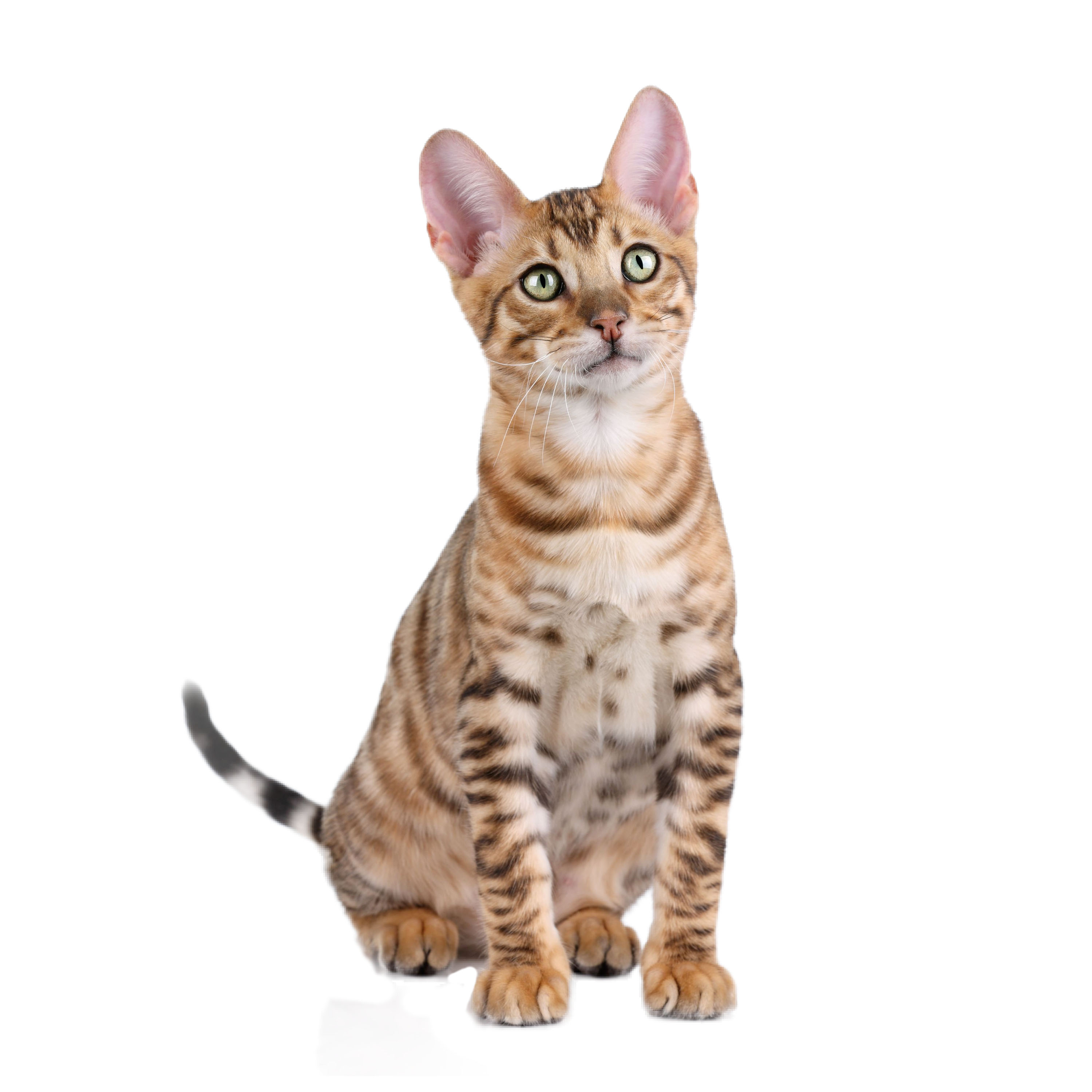 Toyger Breed Information | Toyger Characteristics, Grooming ...