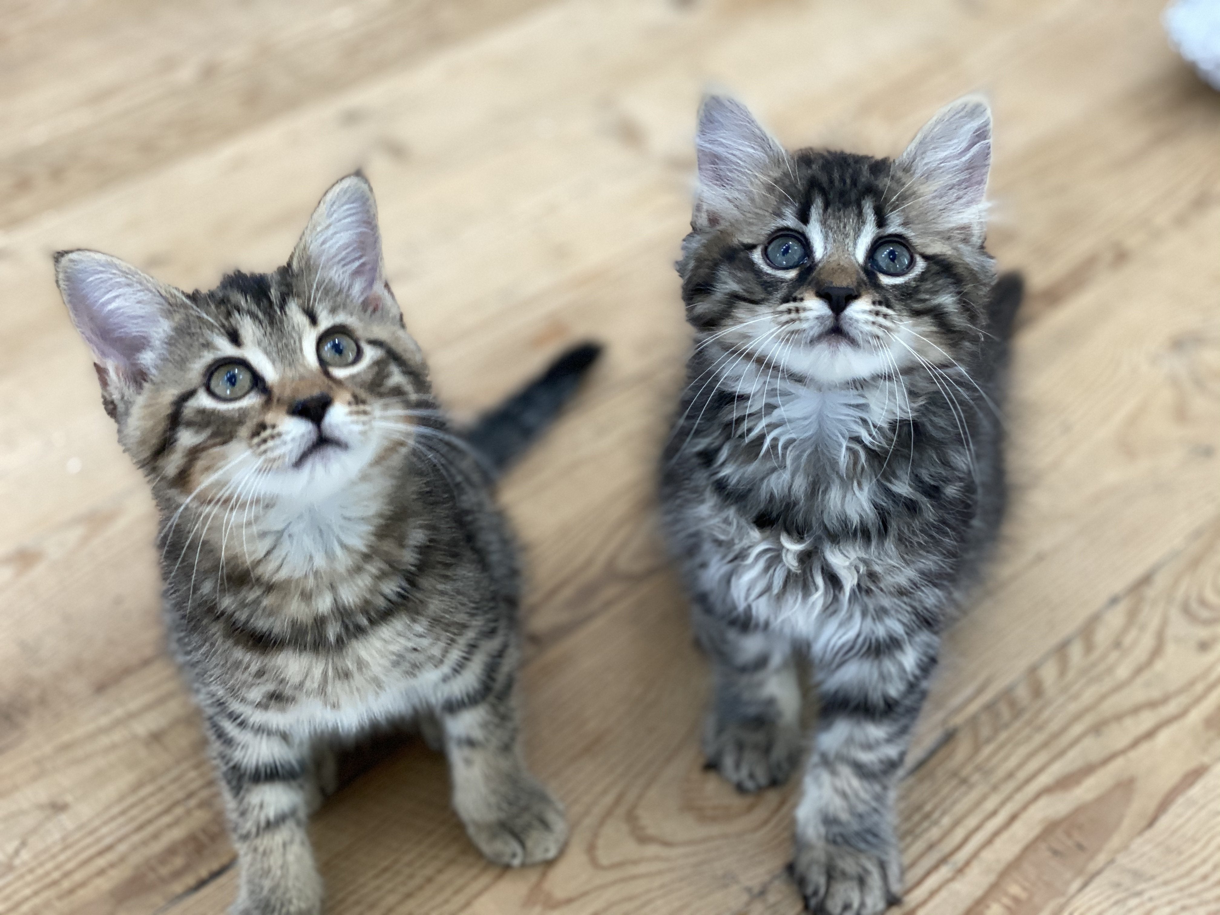 Basepaws Cats Snuggie and Mochi | BASEPAWS