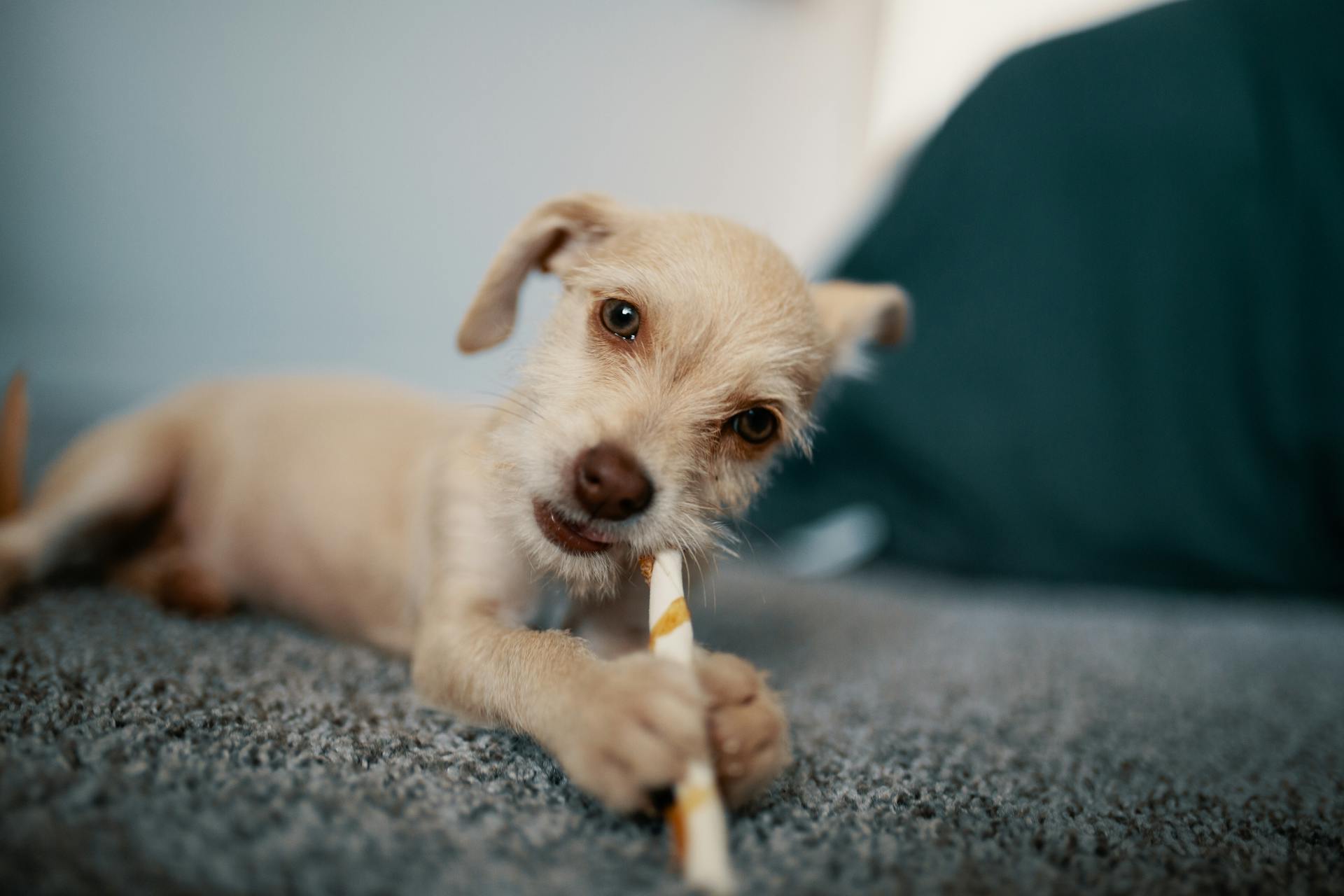 Dog Cobbing: Understanding, Managing, and Preventing This Common Canine ...