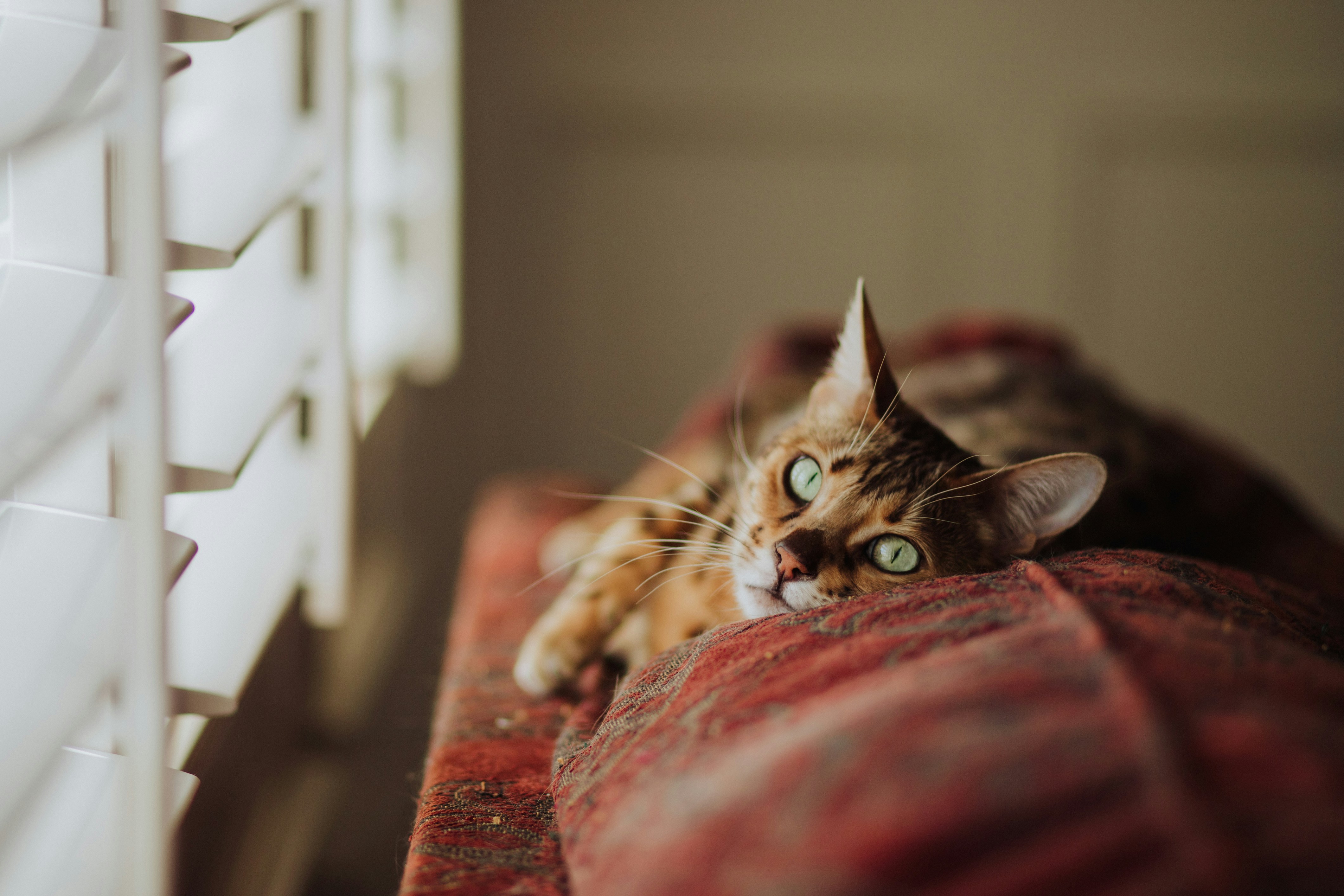Can Cats Feel Your Emotions? Understanding the Emotional World of Cats