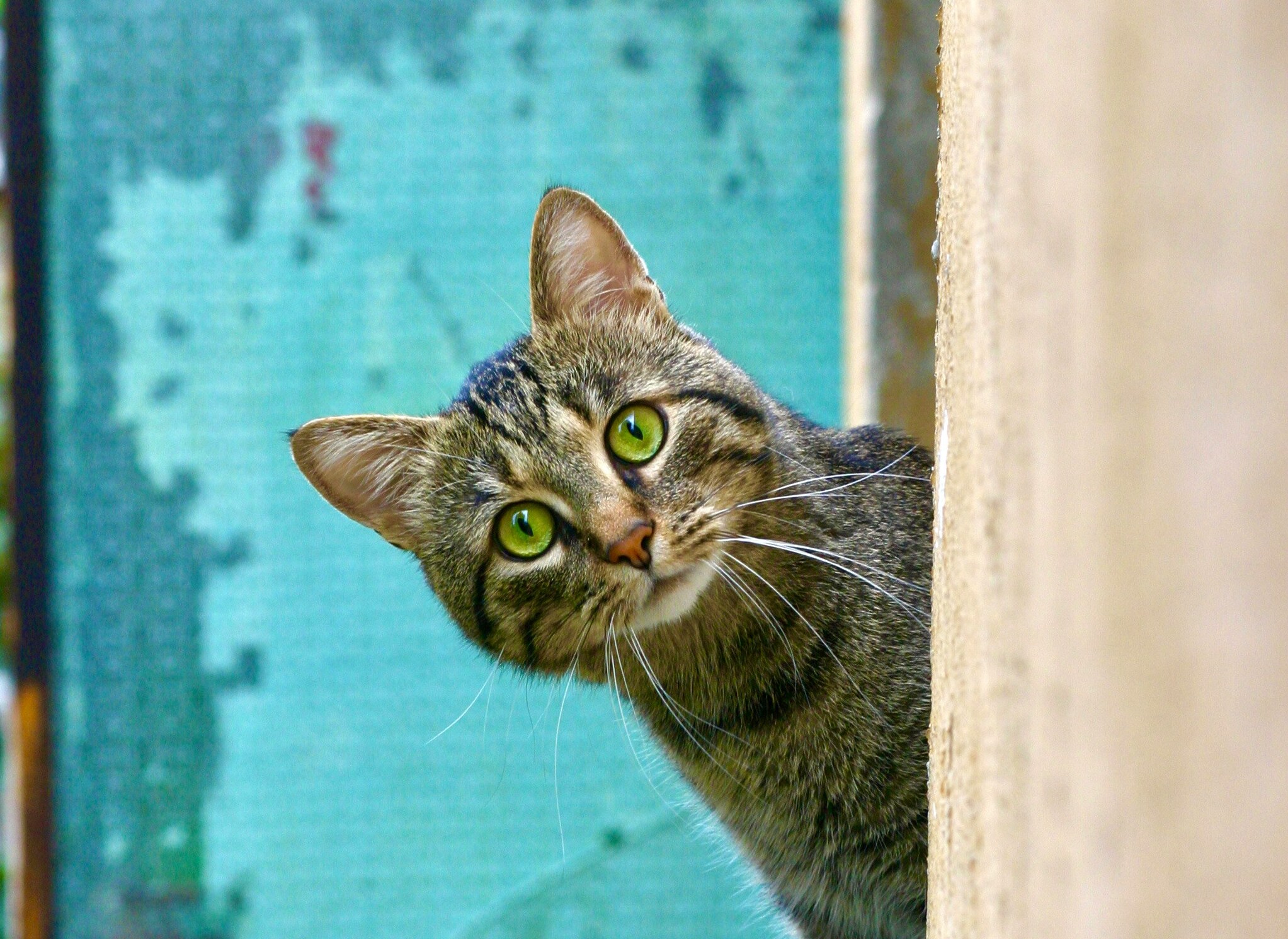 Cat Stress Relief: Tips to Calm and Comfort Your Feline Friend