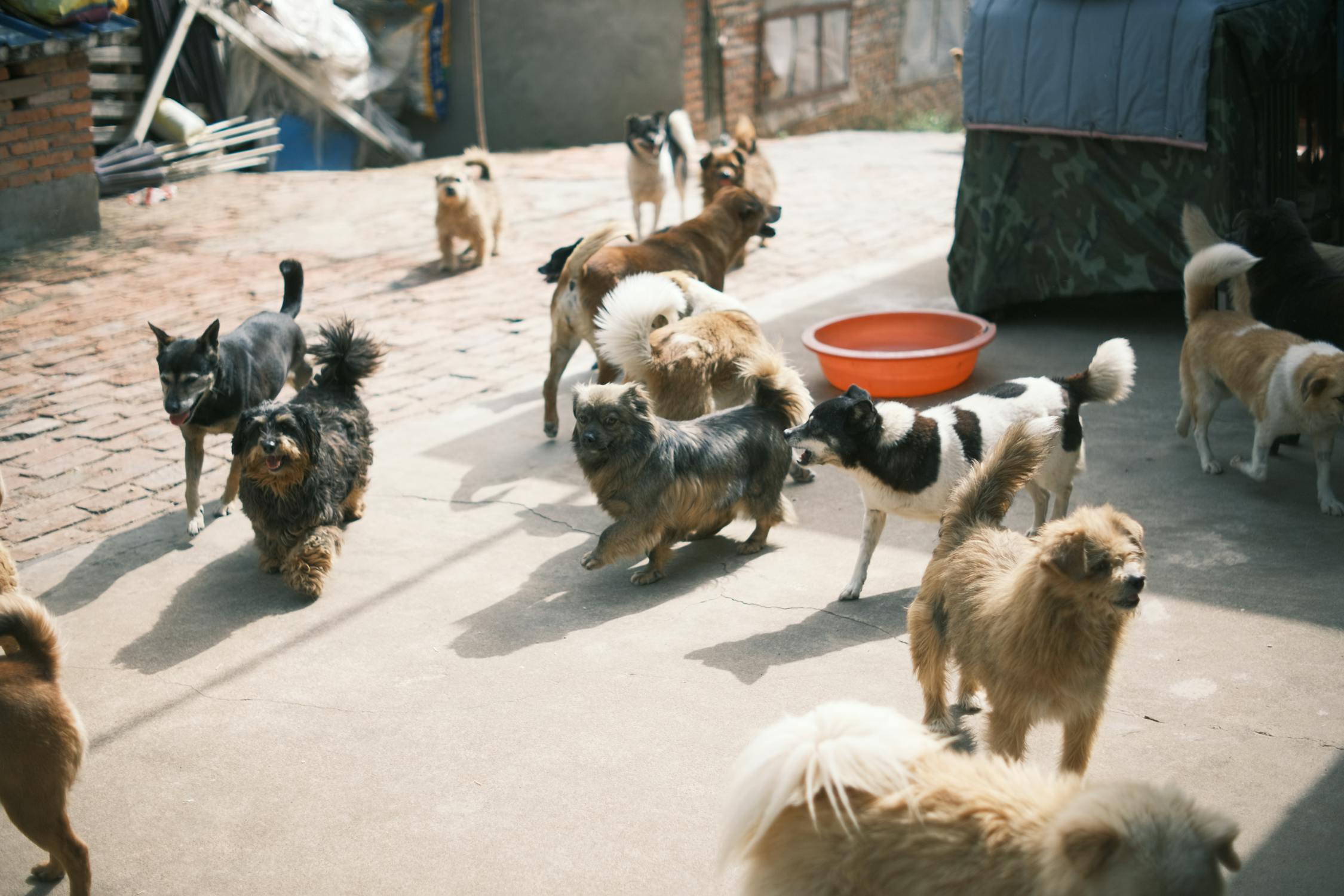 How Many Dogs Are in the World? Global Canine Population Statistics