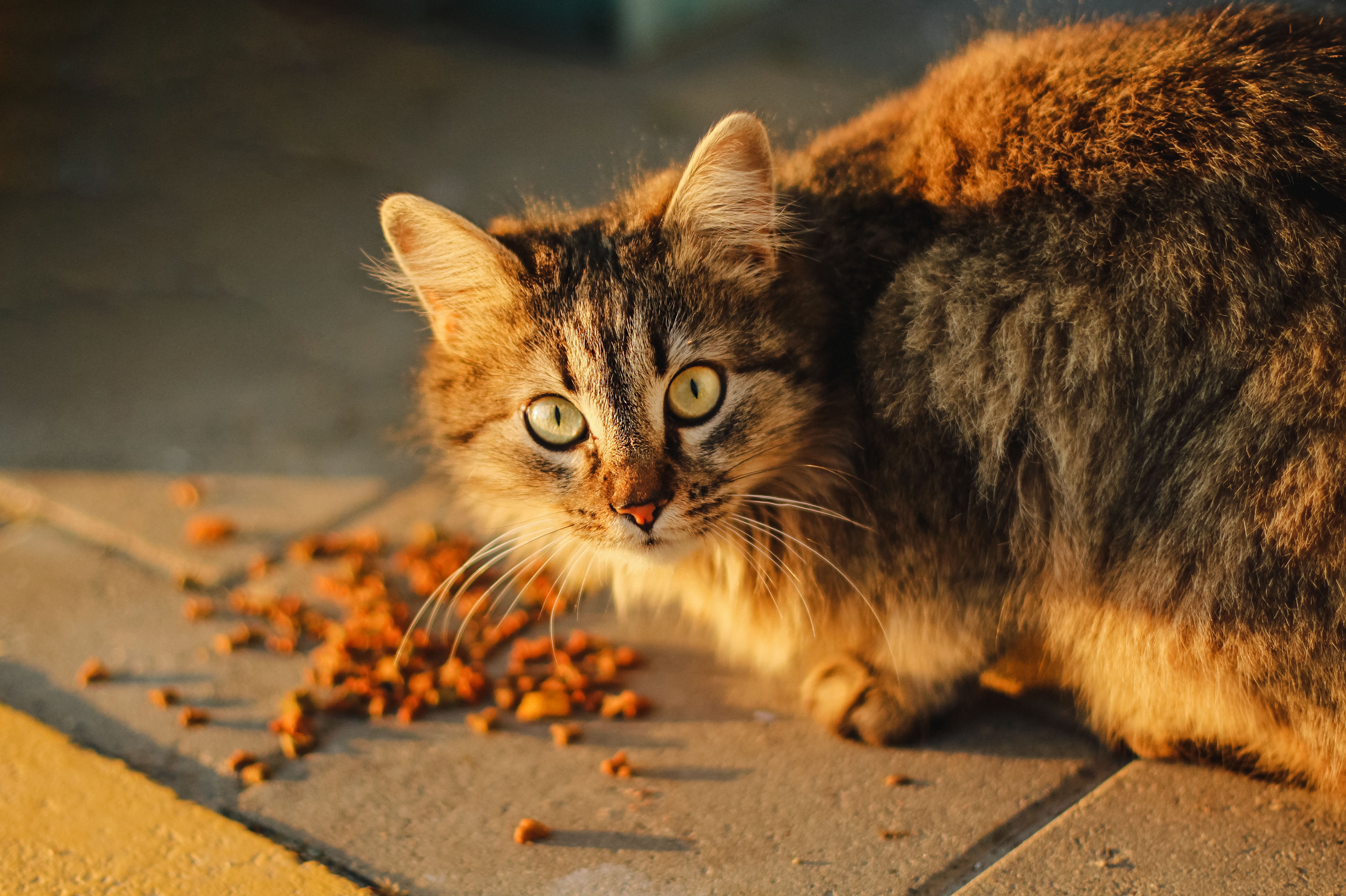 Cat Not Eating: Common Reasons and What to Do