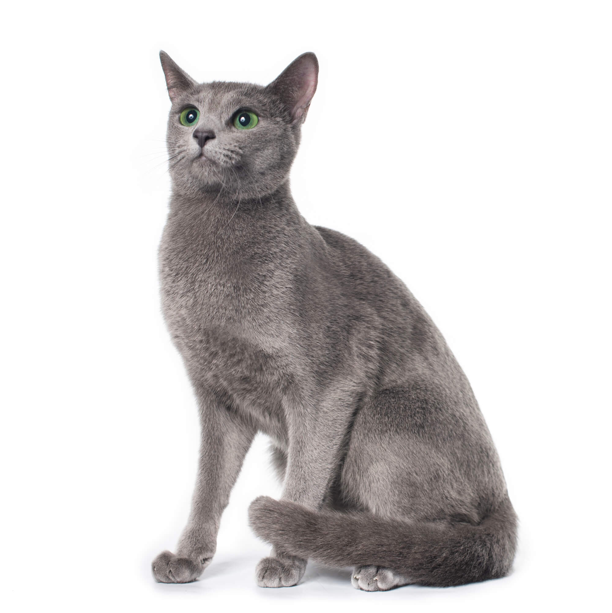 Blue Abyssinian Cat