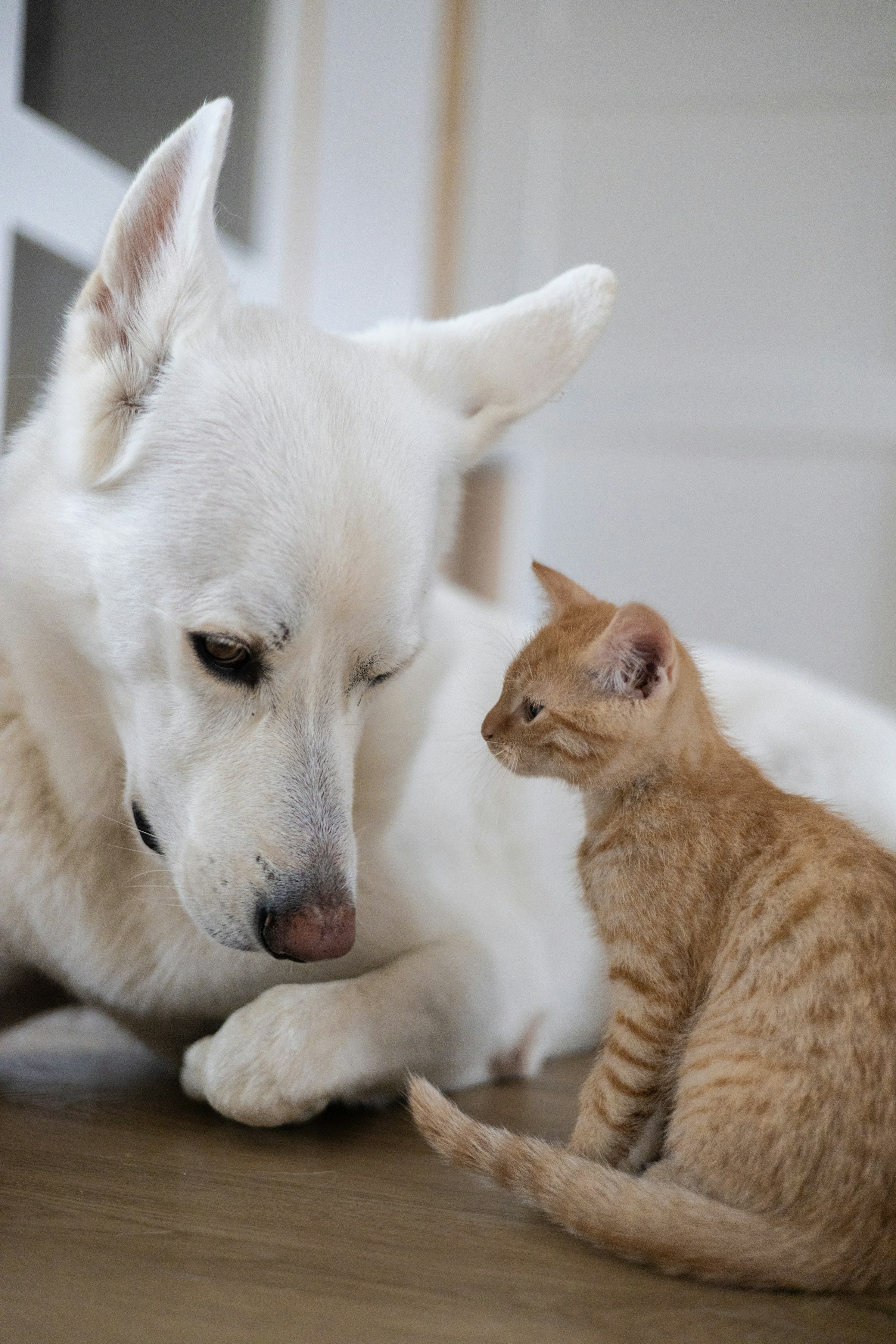 How to Introduce a New Cat to Your Pets: Essential Steps for Cats and Dogs