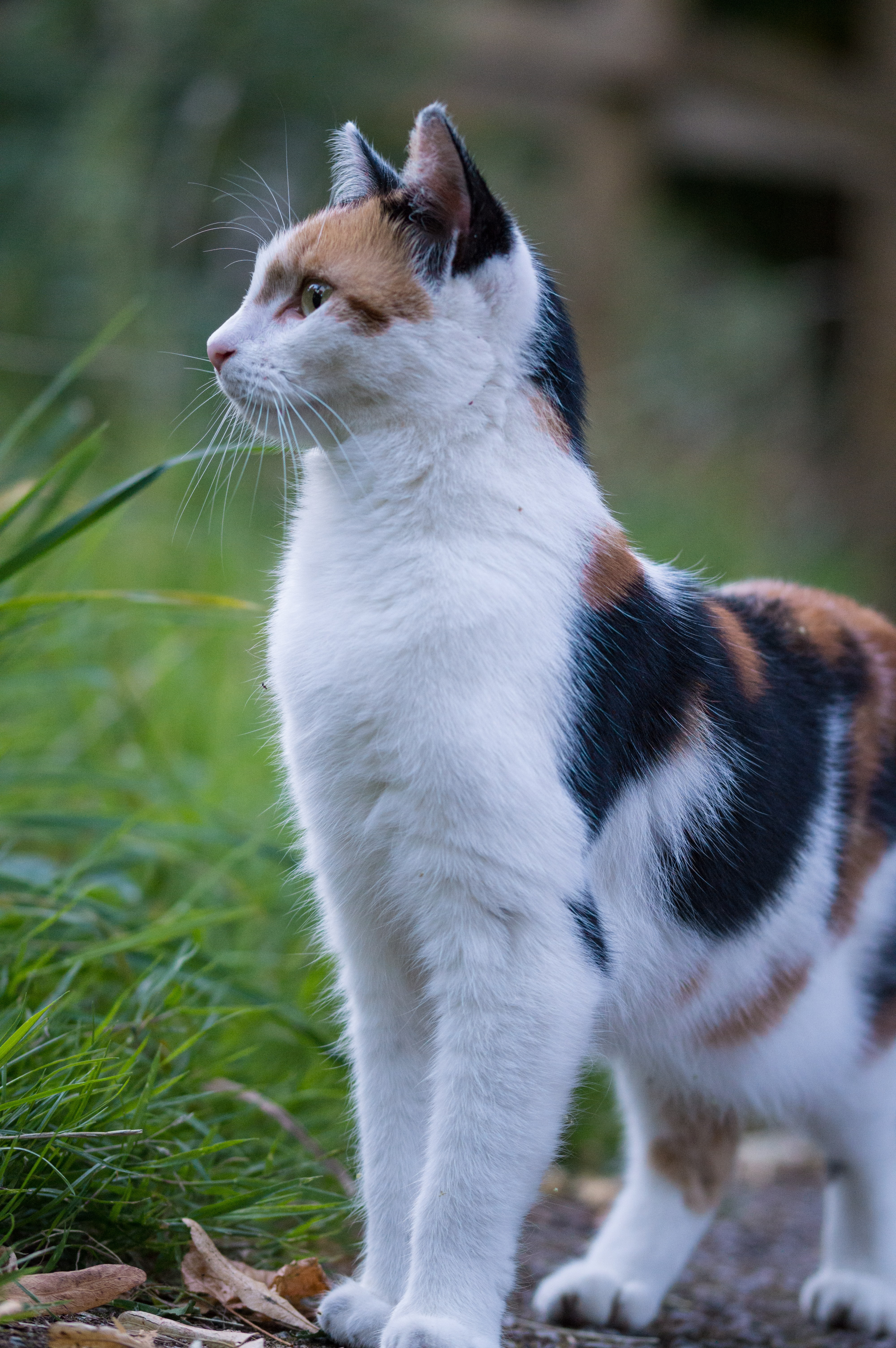 Stuart Little Snowbell Breed