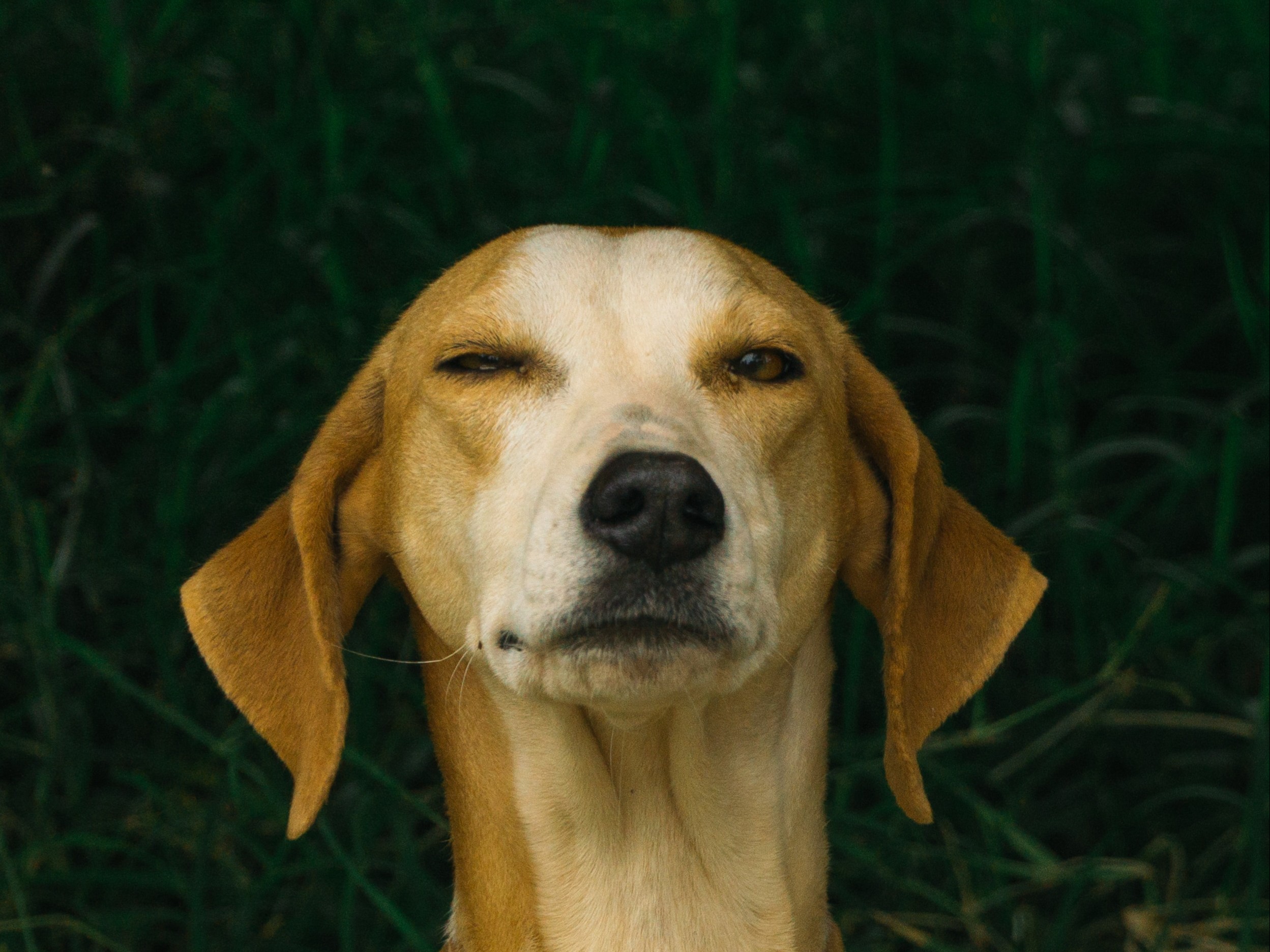 Diversity of Hound Dog Breeds: Traits, Types, and Companionship